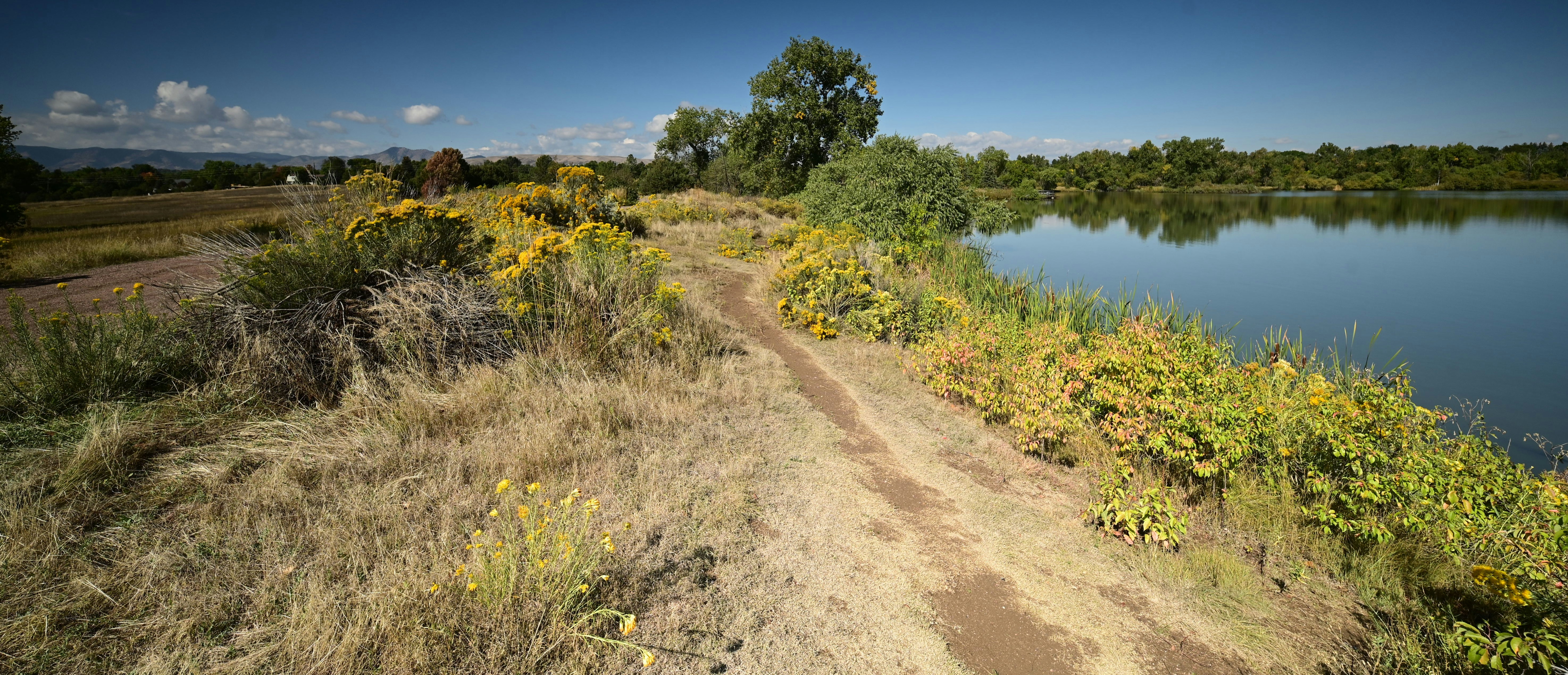 Sunlit Trail by a Quiet Lake: Golden Scrub and a Calm Waterscape