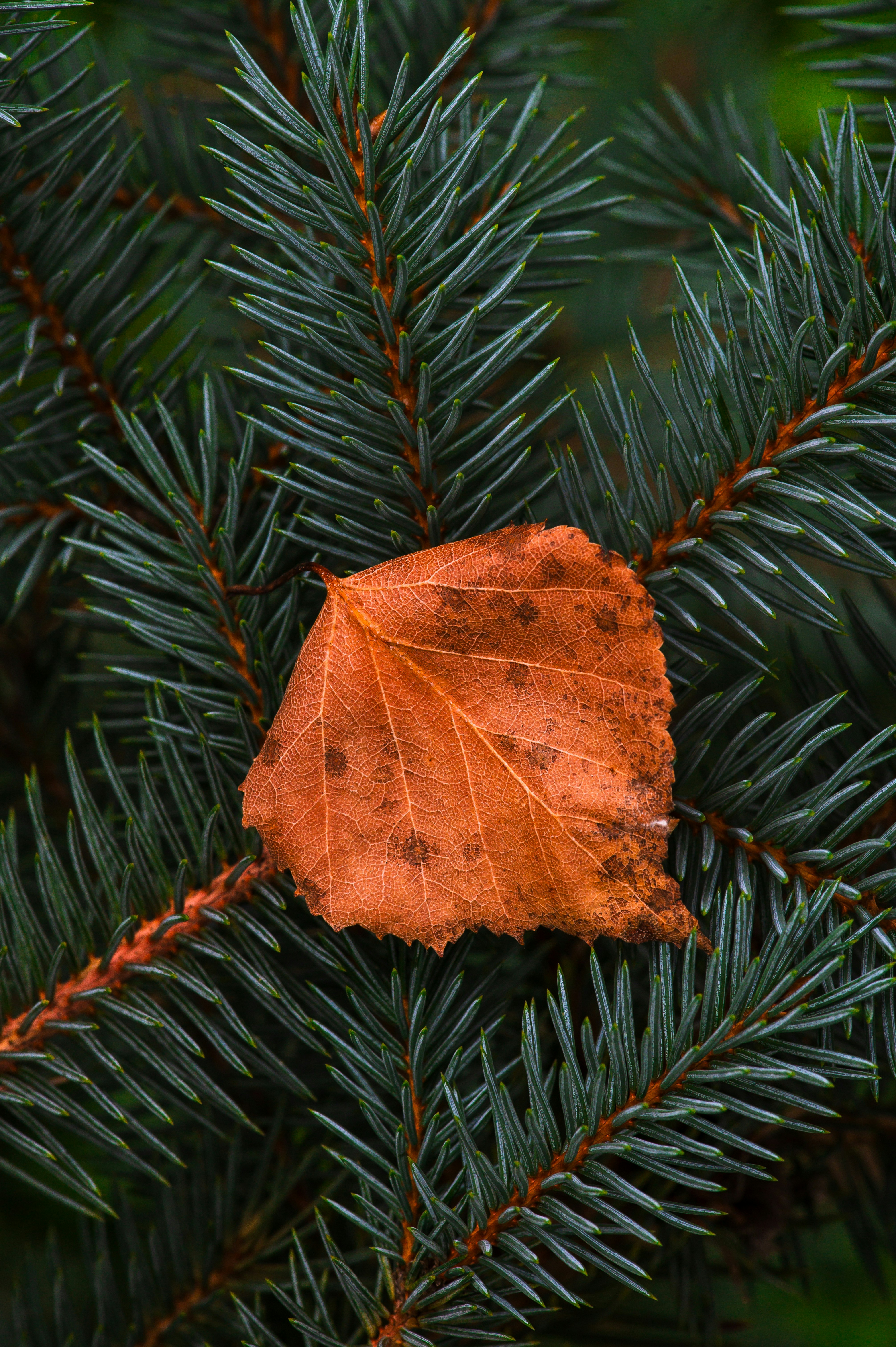 A solitary brown leaf rests atop vibrant green pine needles, showcasing the contrast of seasons. The intricate details of both elements highlight nature's delicate balance.