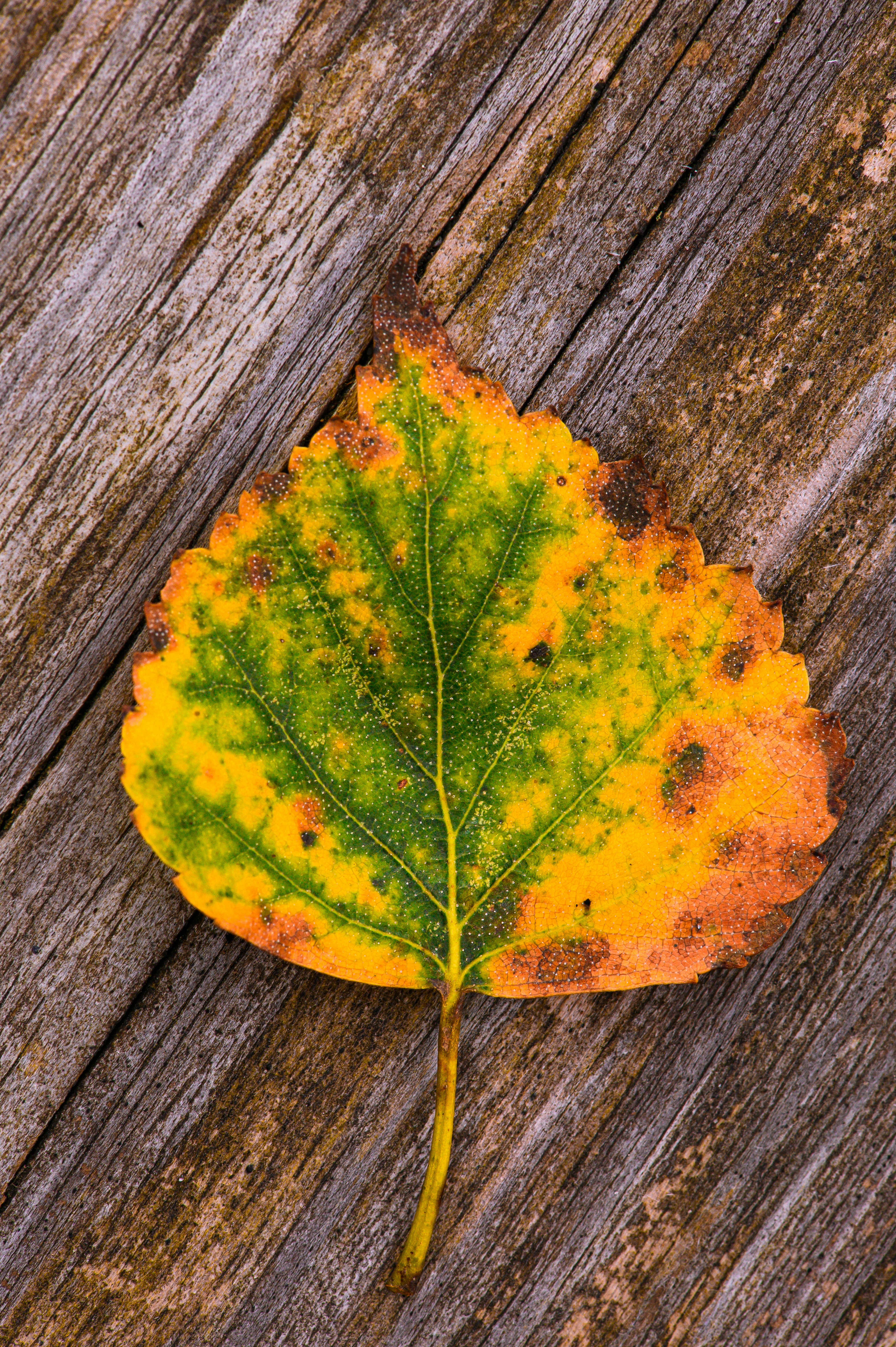 Autumn leaf with yellow, green, and brown colors on wood
