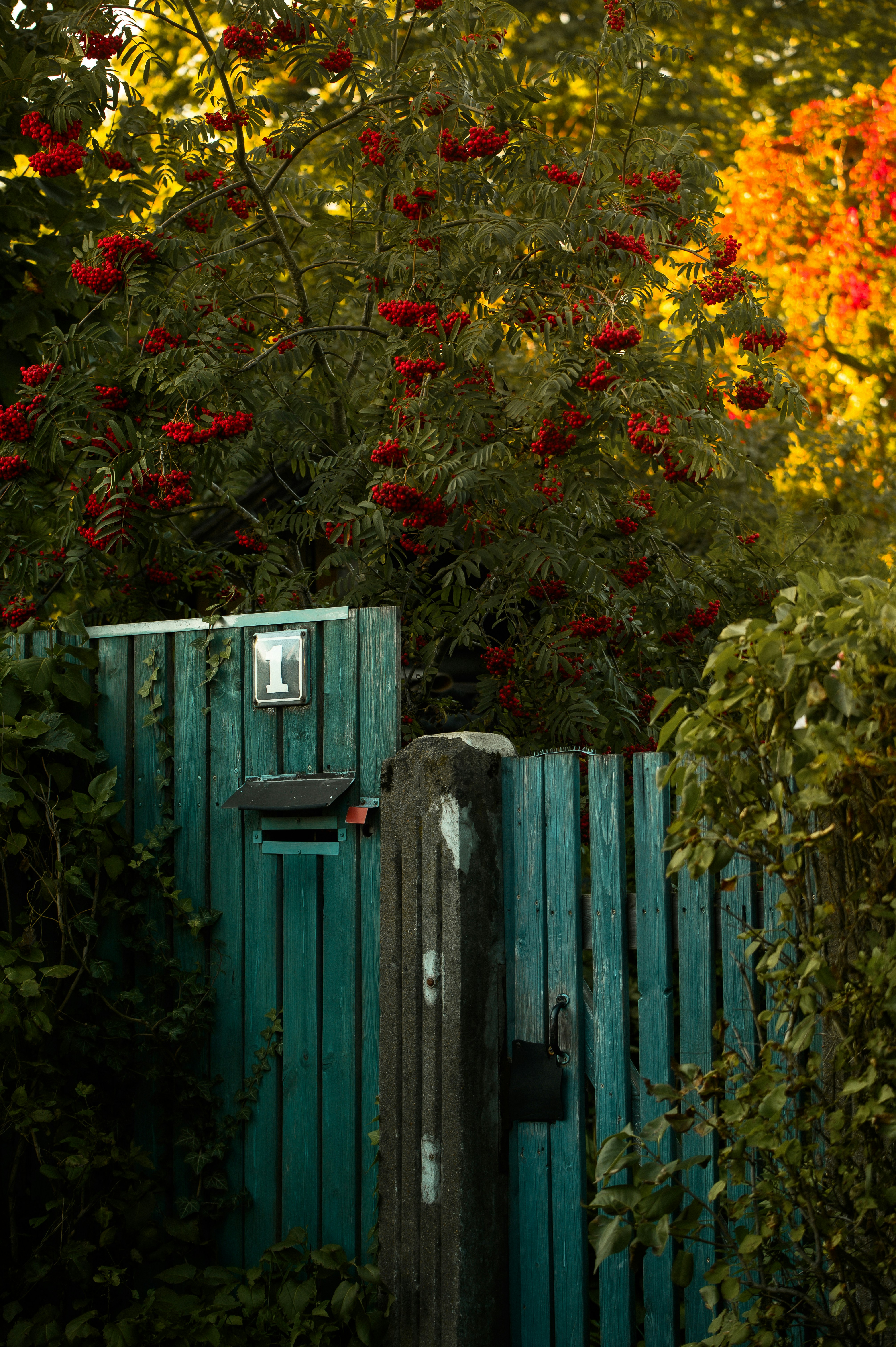 Green wooden fence with rowan berries and autumn leaves.