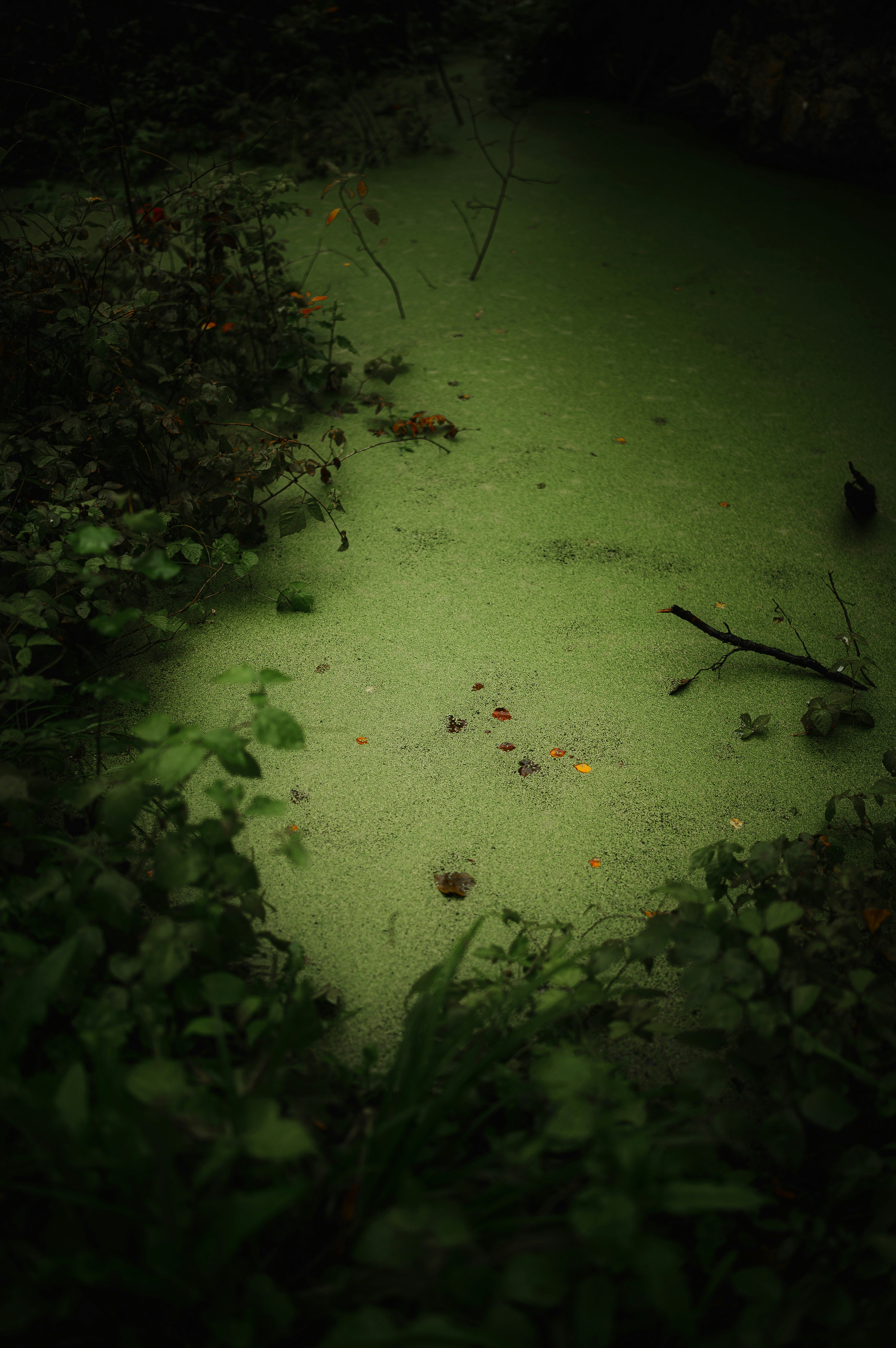 Emerald Reflections: Nature's Hidden Palette