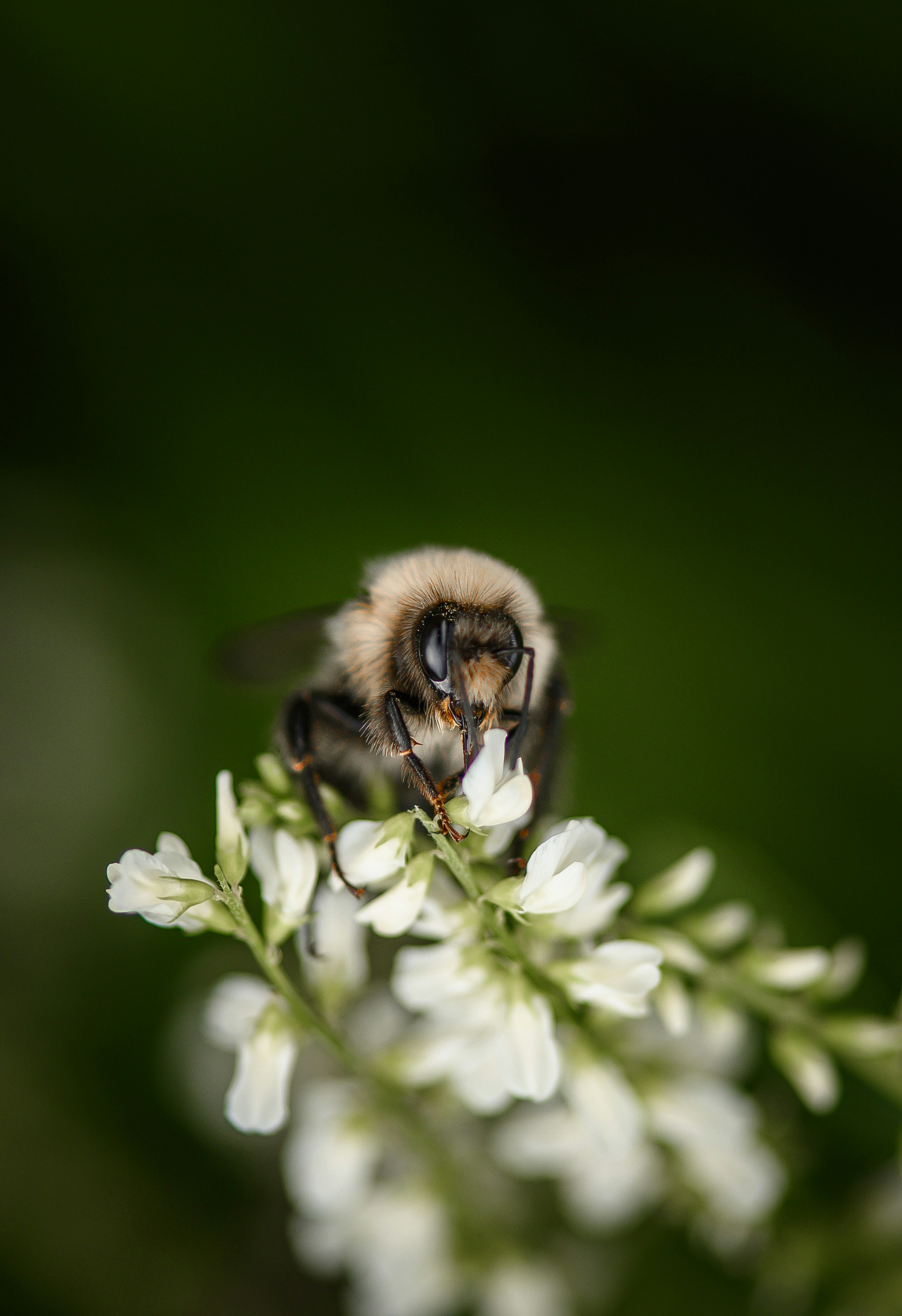 A close-up of a bee on a white flower