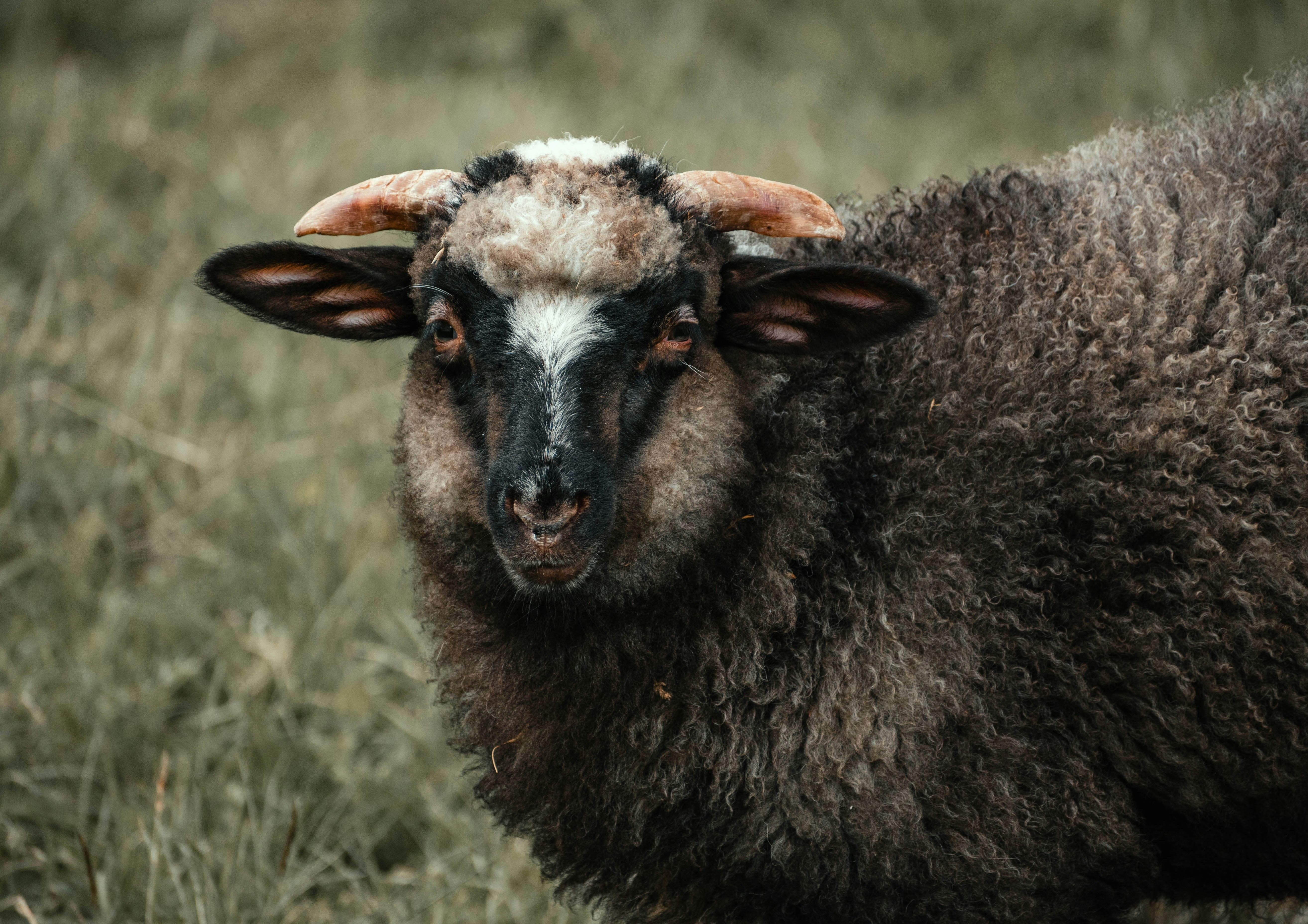 A sheep with horns stands in a field.
