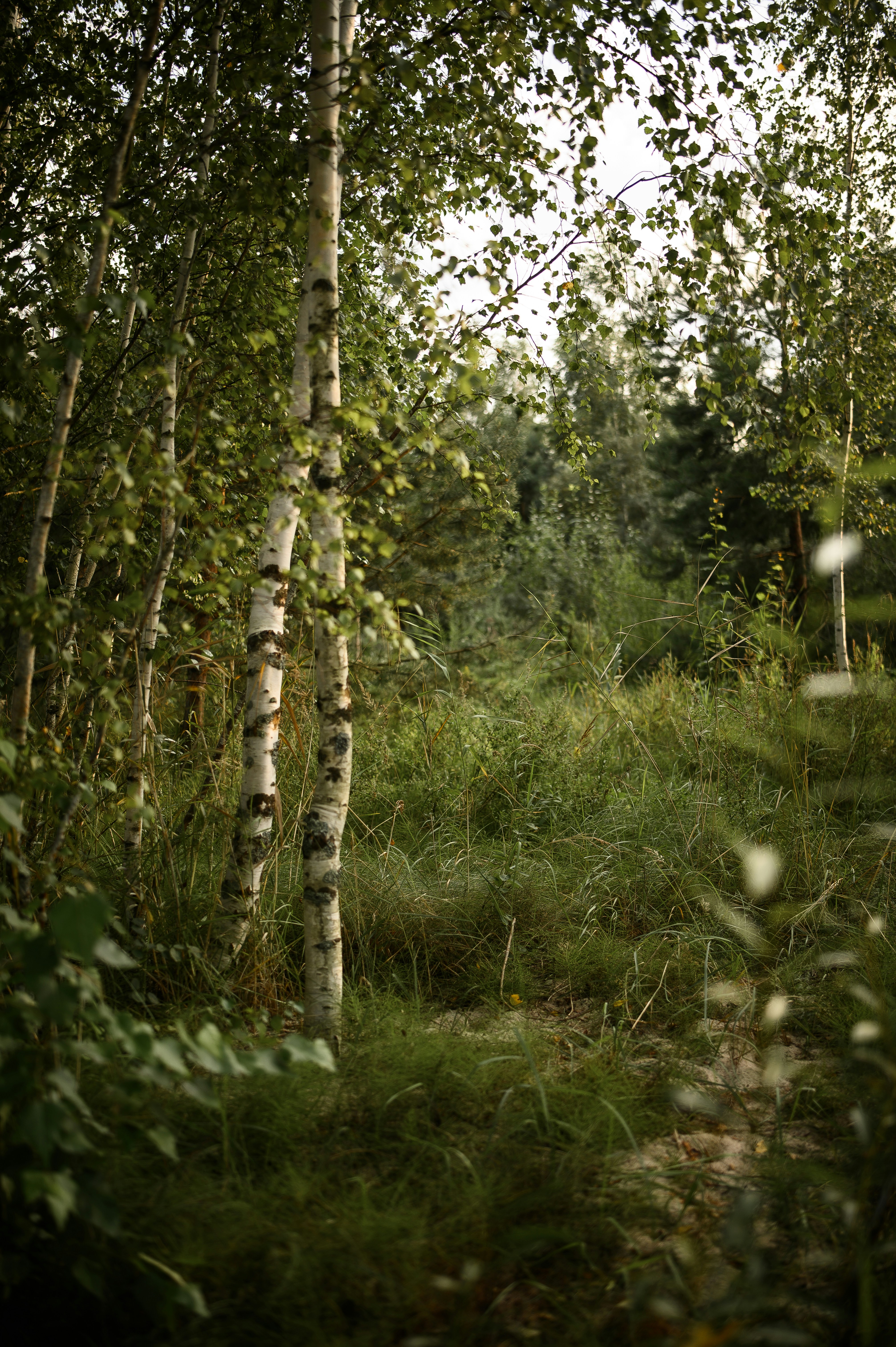 Whispers of the Forest Path