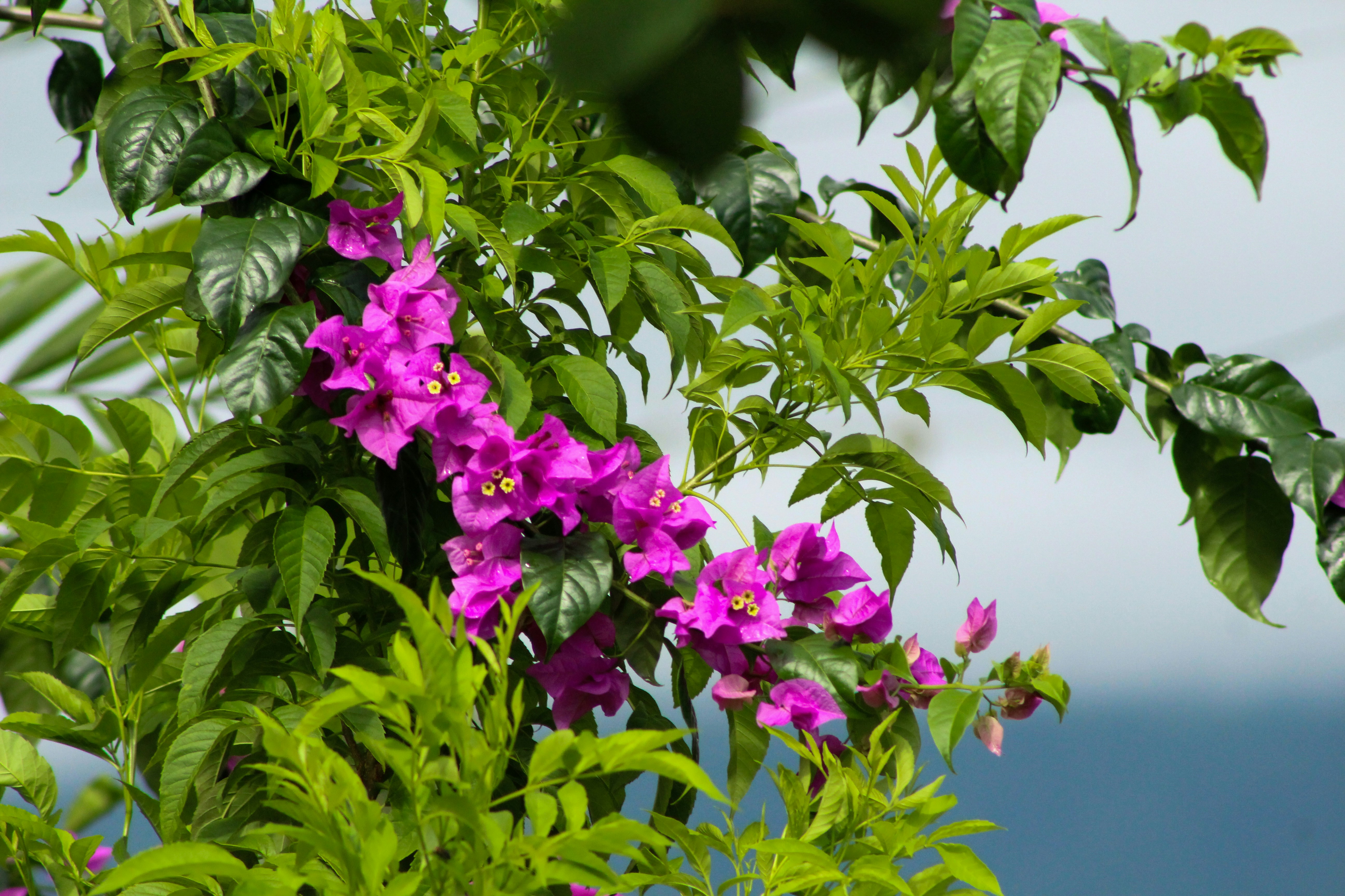 Bougainvillea blooms in vibrant pink hues, intertwined with lush green leaves, creating a lively natural scene.