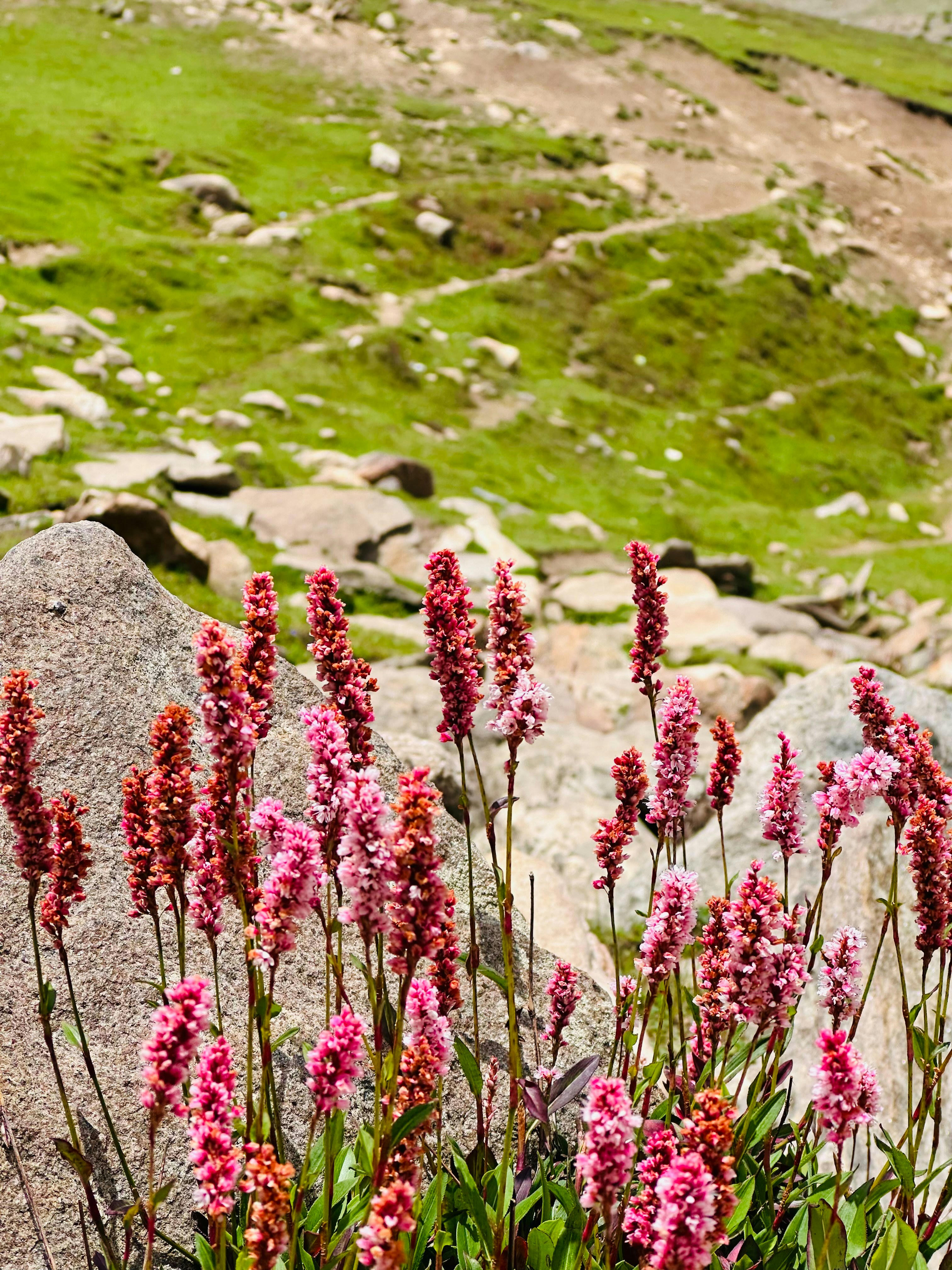 Pink wildflowers bloom on a rocky, grassy mountainside.
