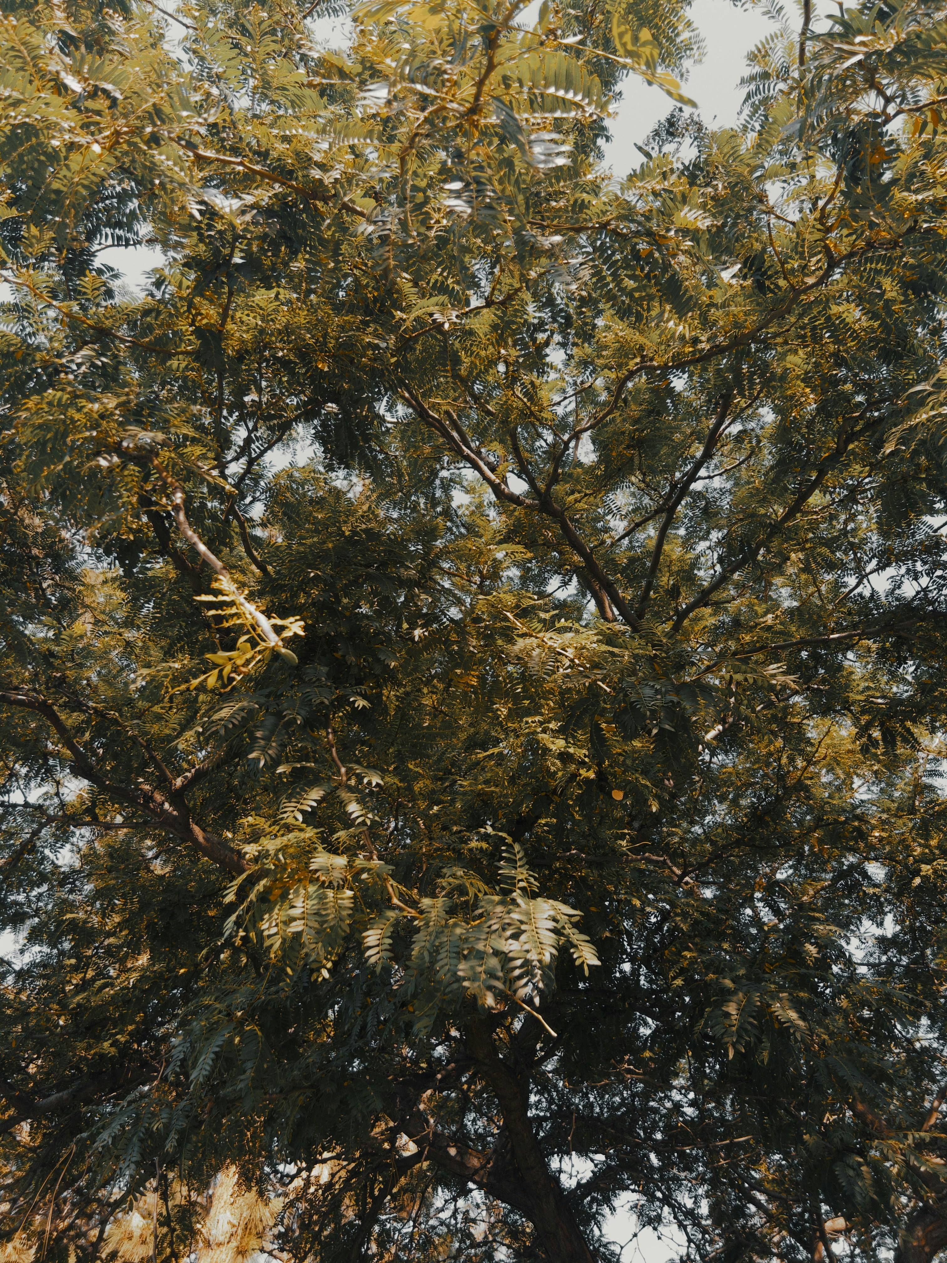 Dense green foliage of a large tree against the sky.