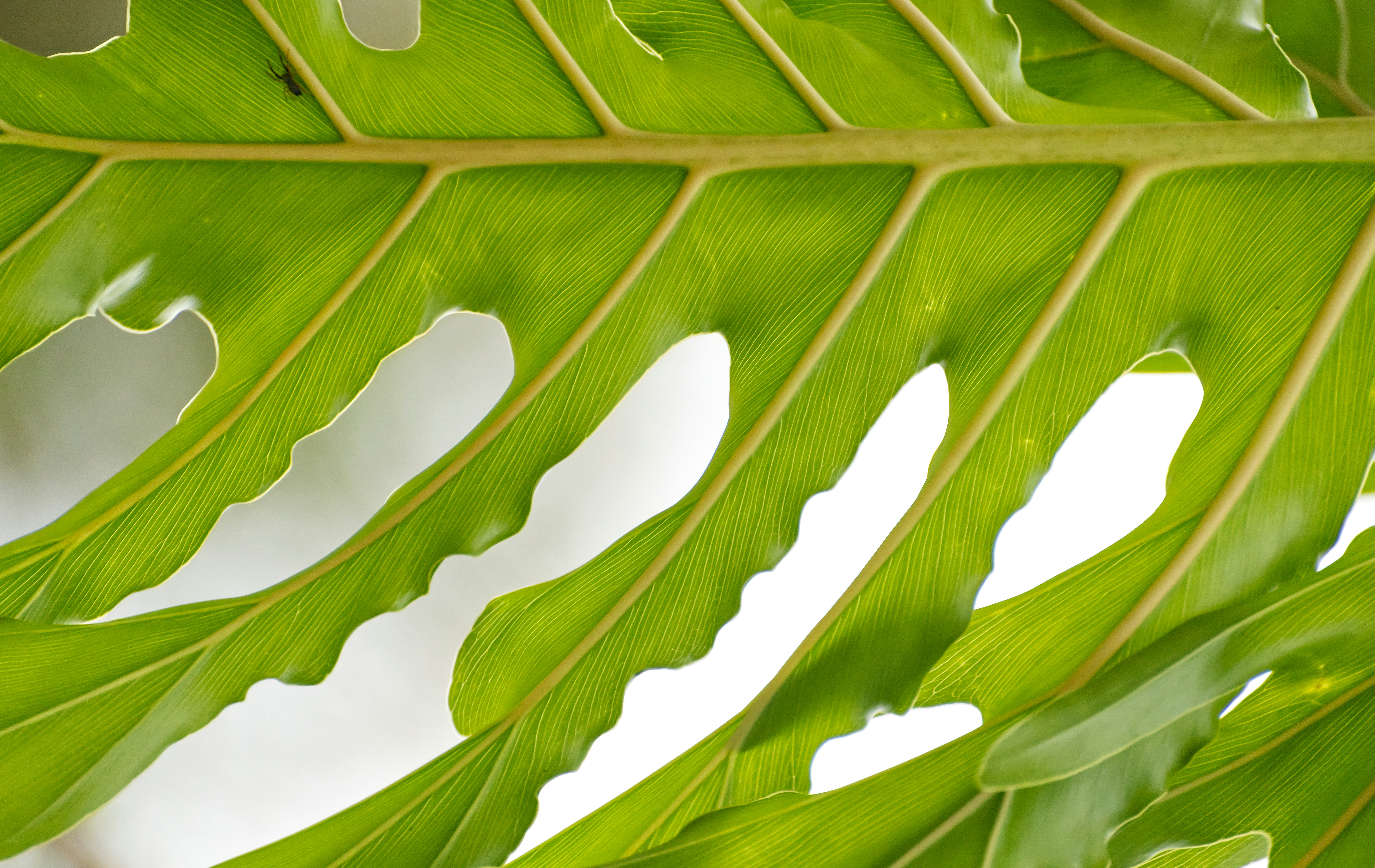 Close-up of a vibrant green leaf showcasing its intricate patterns and textures against a soft background.