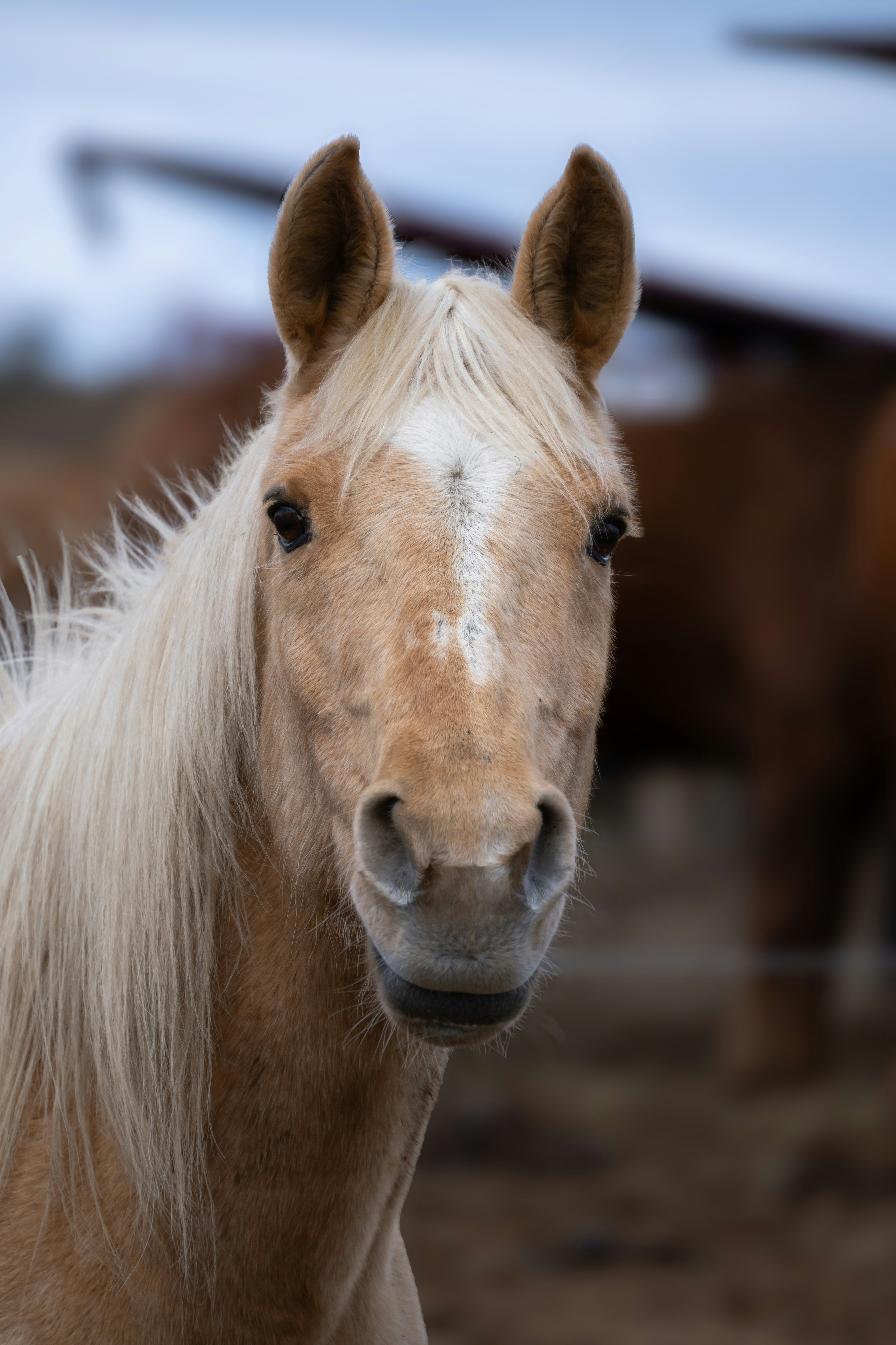 Foto Close-up wajah kuda berwarna coklat muda. – Gambar Binatang Gratis ...