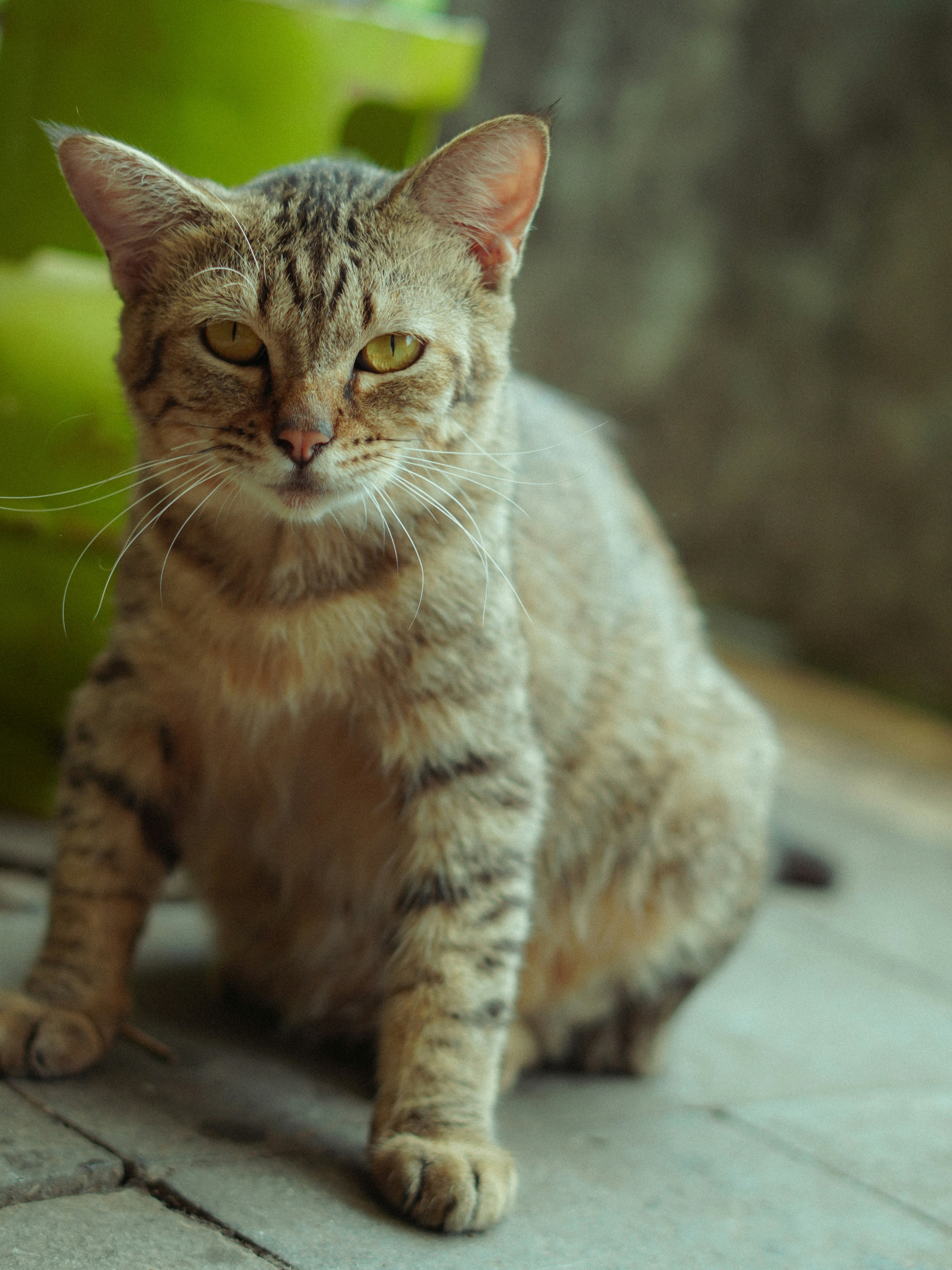 A tabby cat sits on a paved surface.