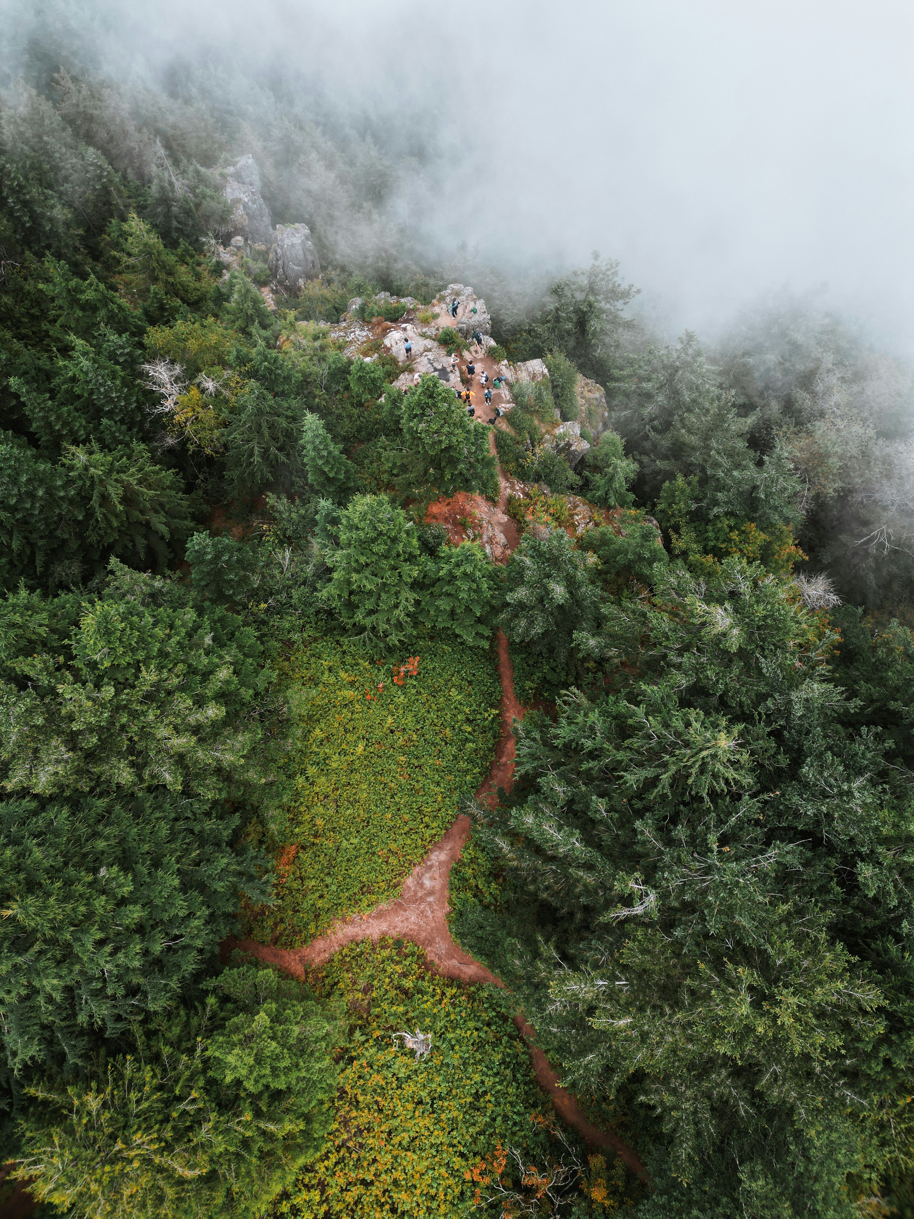 Aerial view of a heart-shaped clearing in a forest.