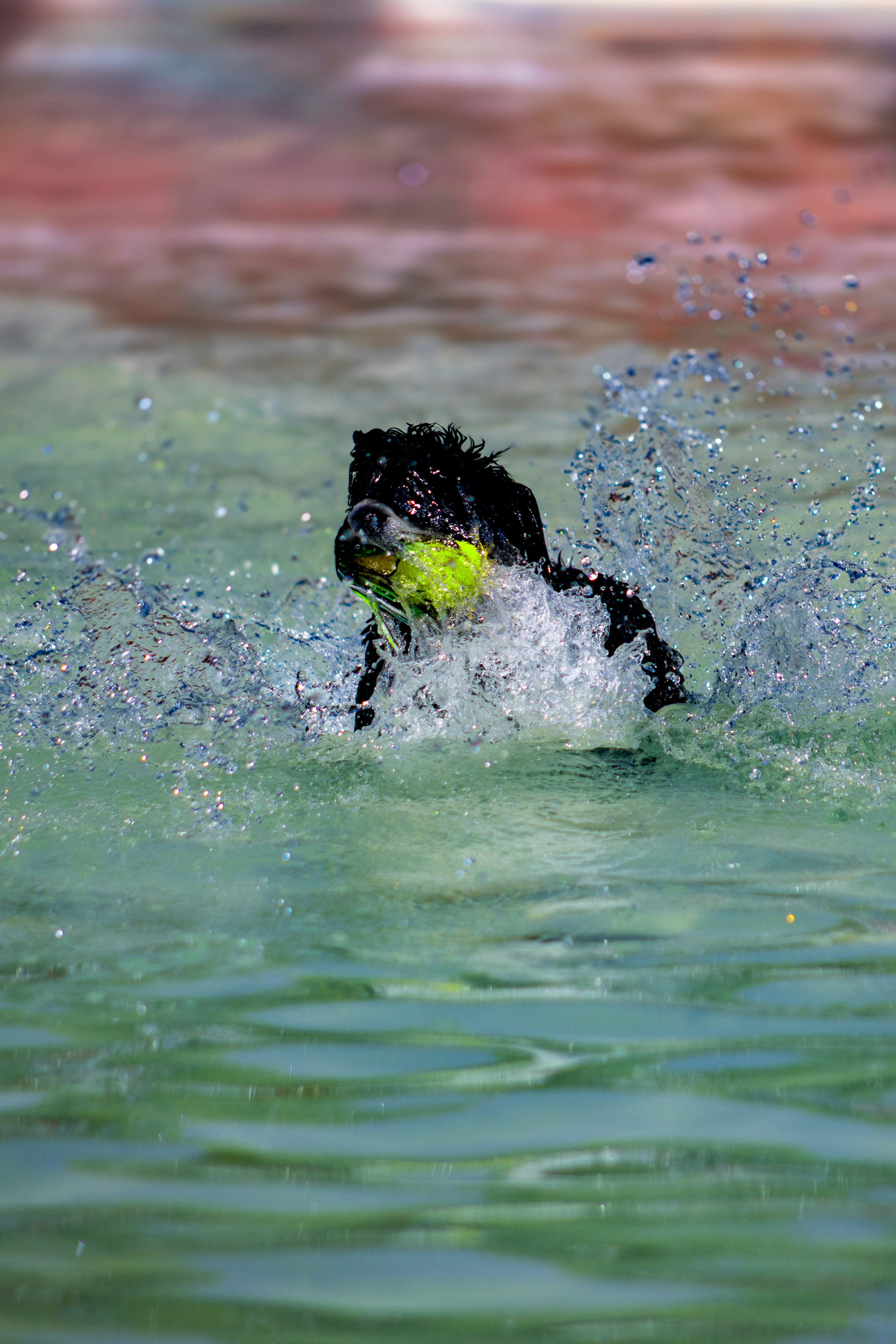Dogs splash, retrieve, and meet and greet at the 2025 Splash Dance in Pocatello on September 20, 2025. | Black dog swims in water with tennis ball.