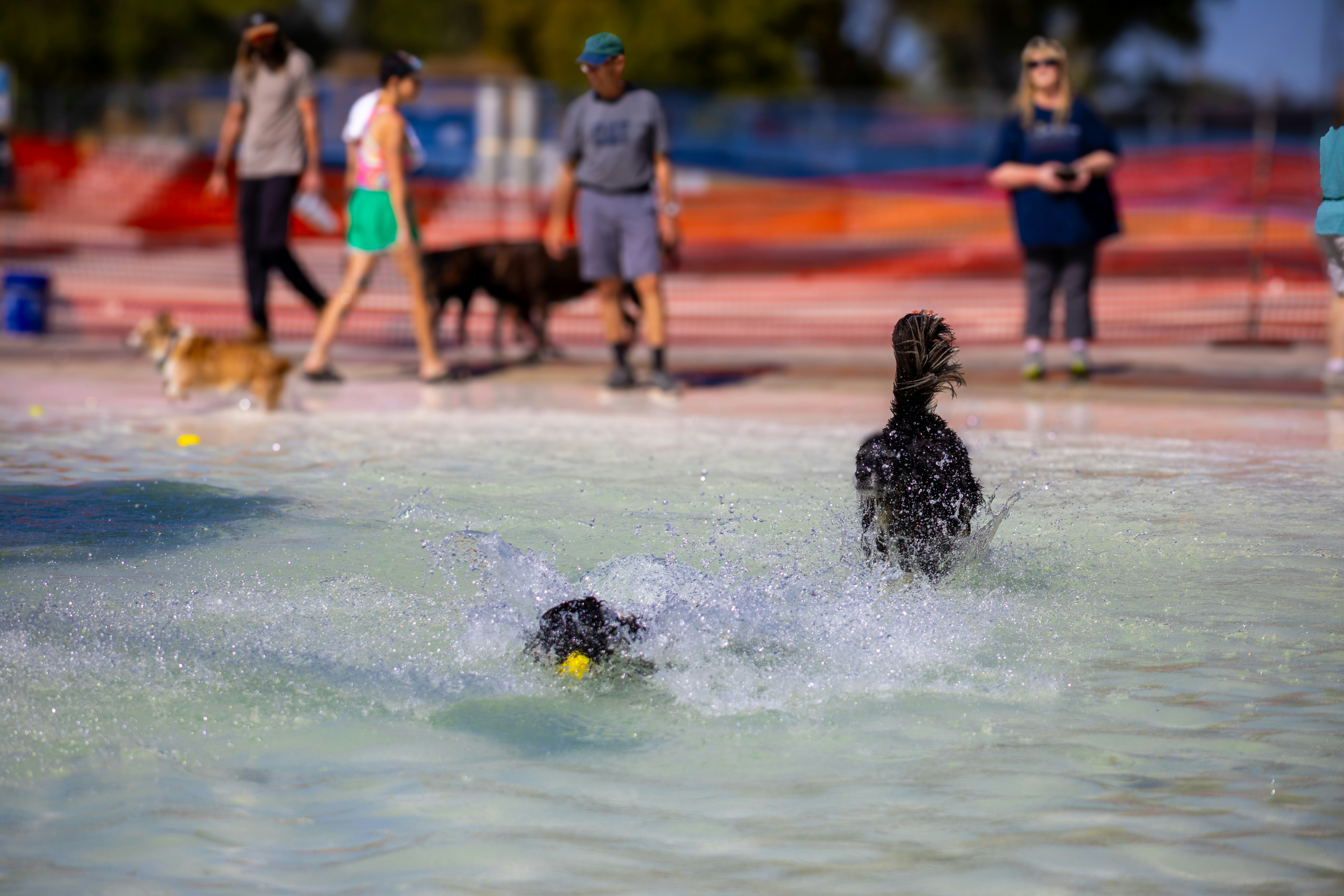 Dogs playing fetch in a shallow pool photo – Free Dog Image on Unsplash
