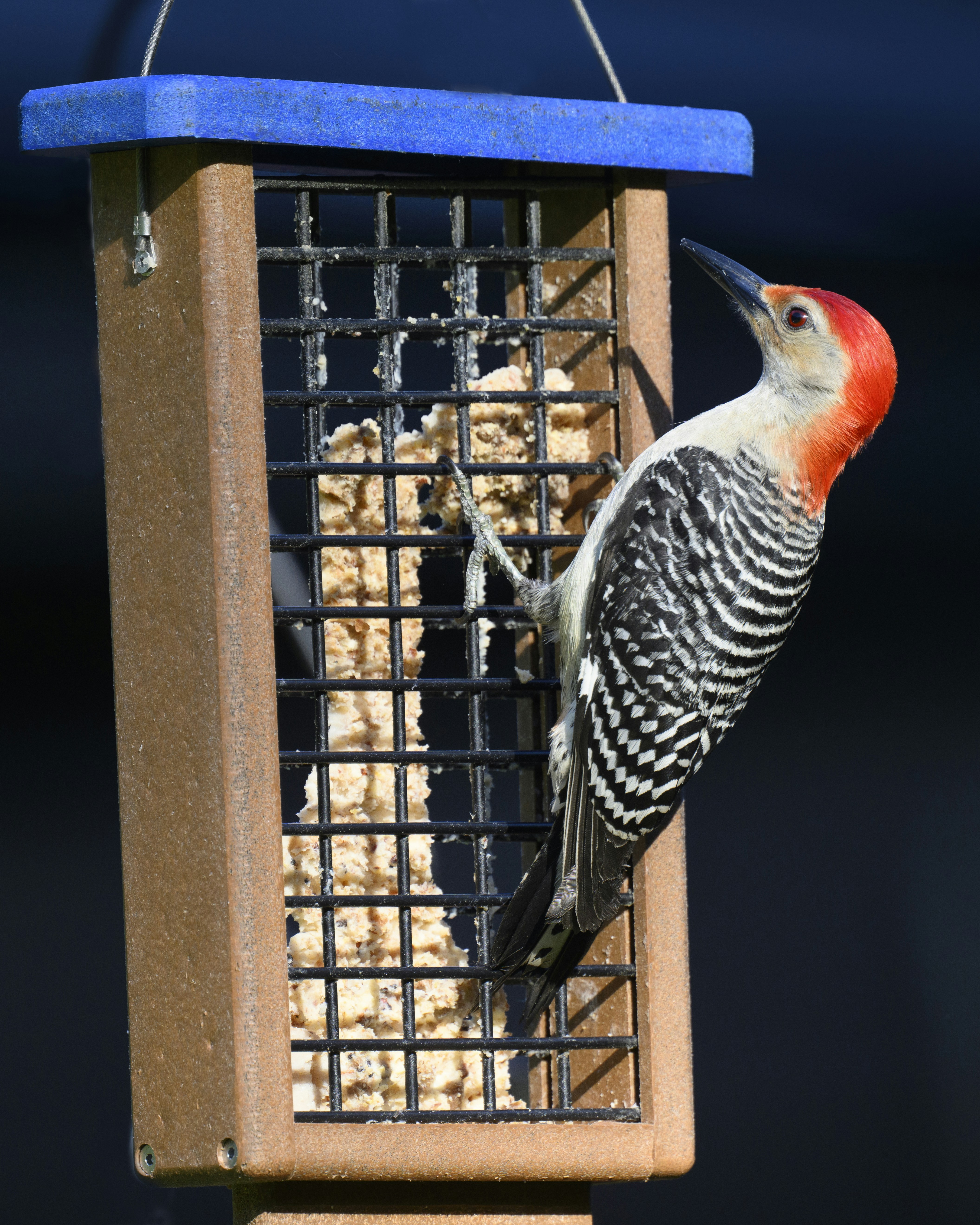 Red-bellied woodpecker clinging to a feeder, pecking at suet. The vibrant colors and intricate patterns highlight its beauty.