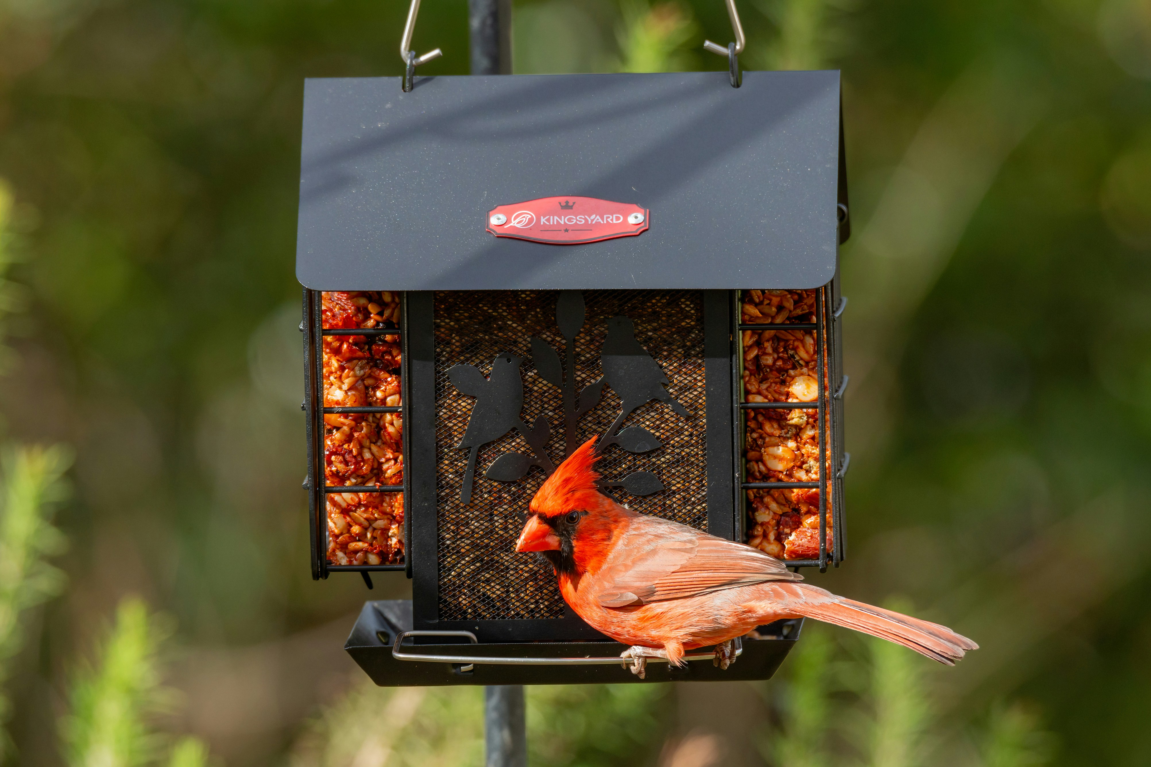 A Cardinal's Feast: Nature's Palette in Motion