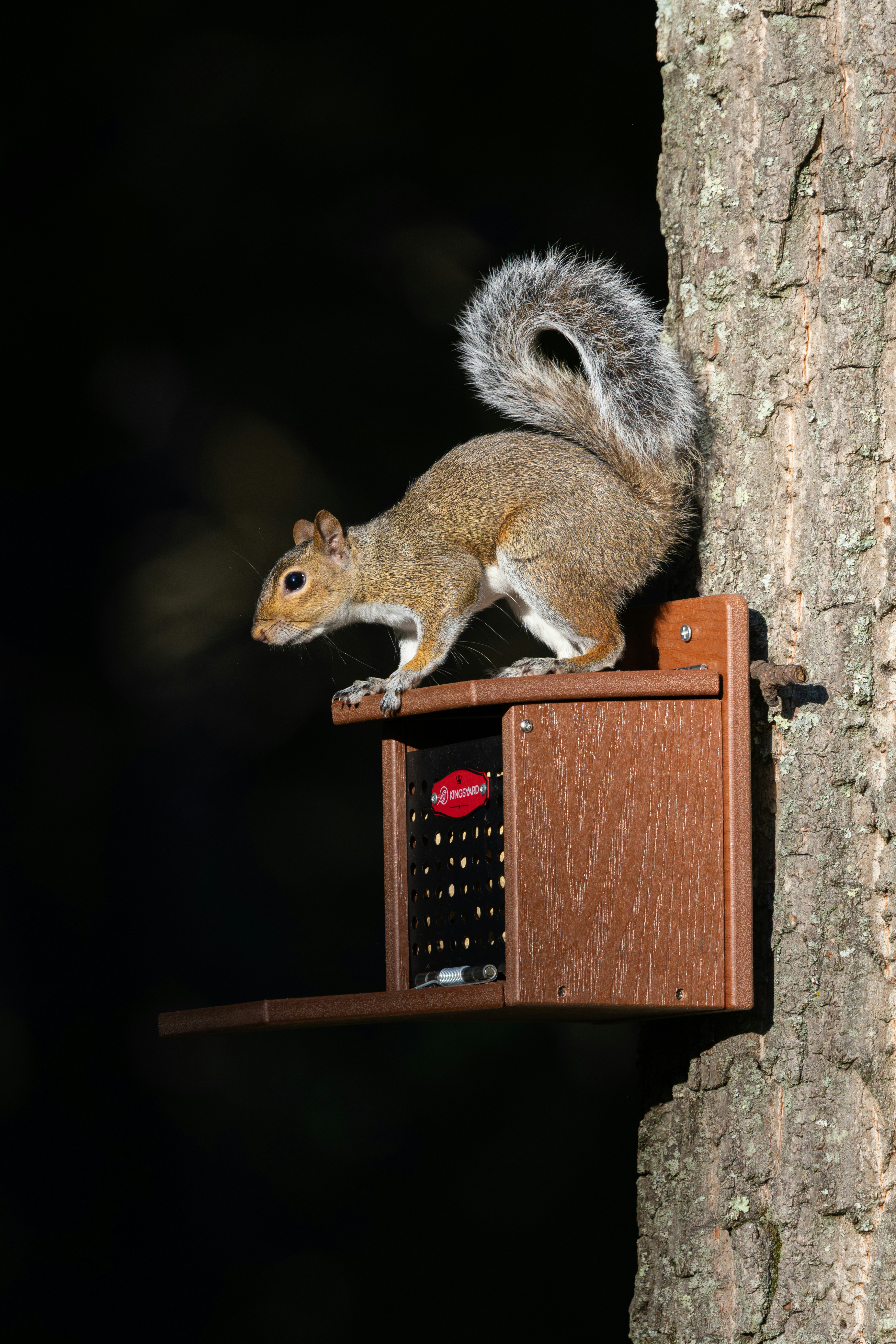 Squirrel's Delight: A Moment of Curiosity