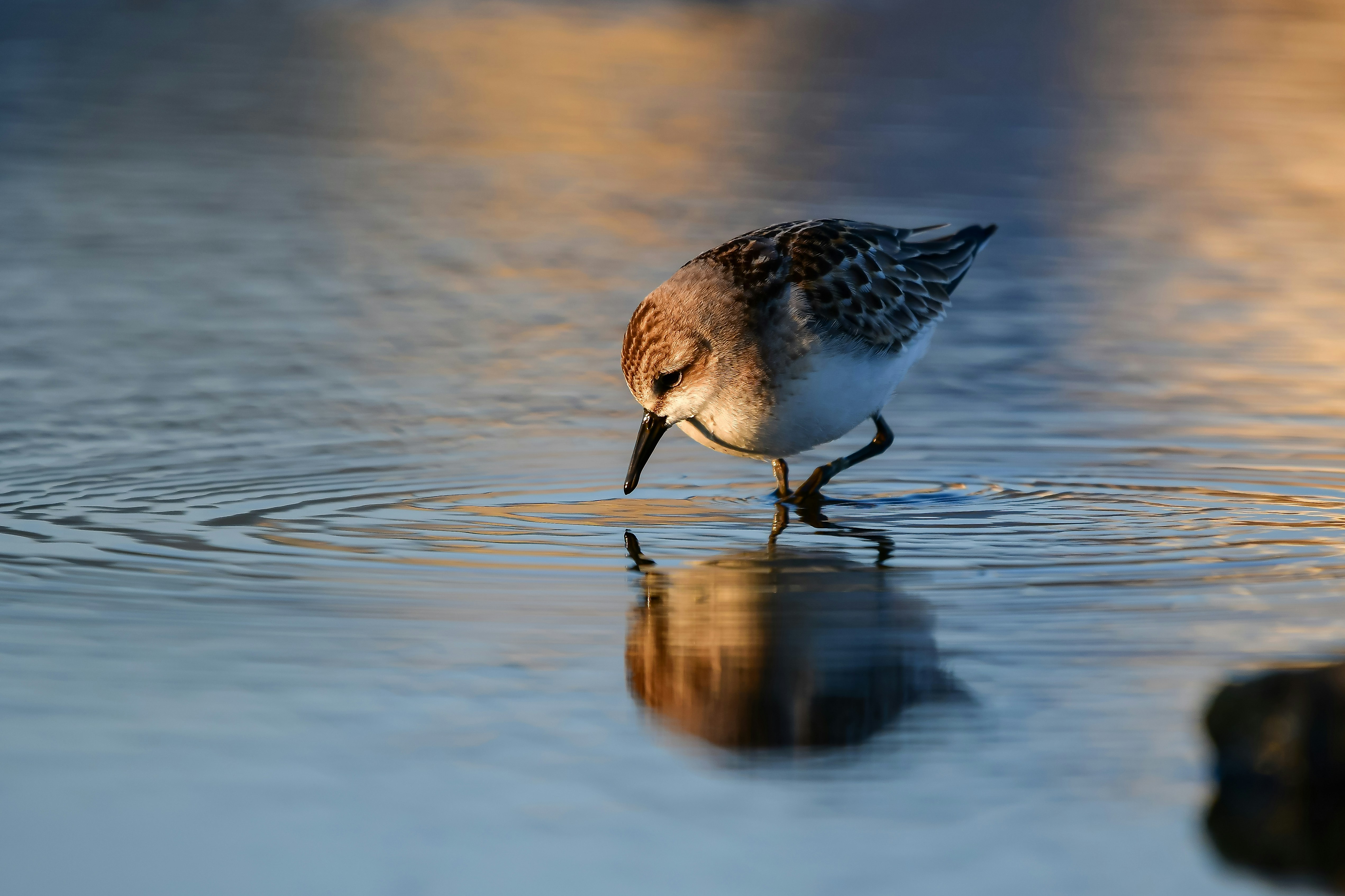 Red-necked Stint standing on the early morning shore. | A small bird pecks at the water's surface.