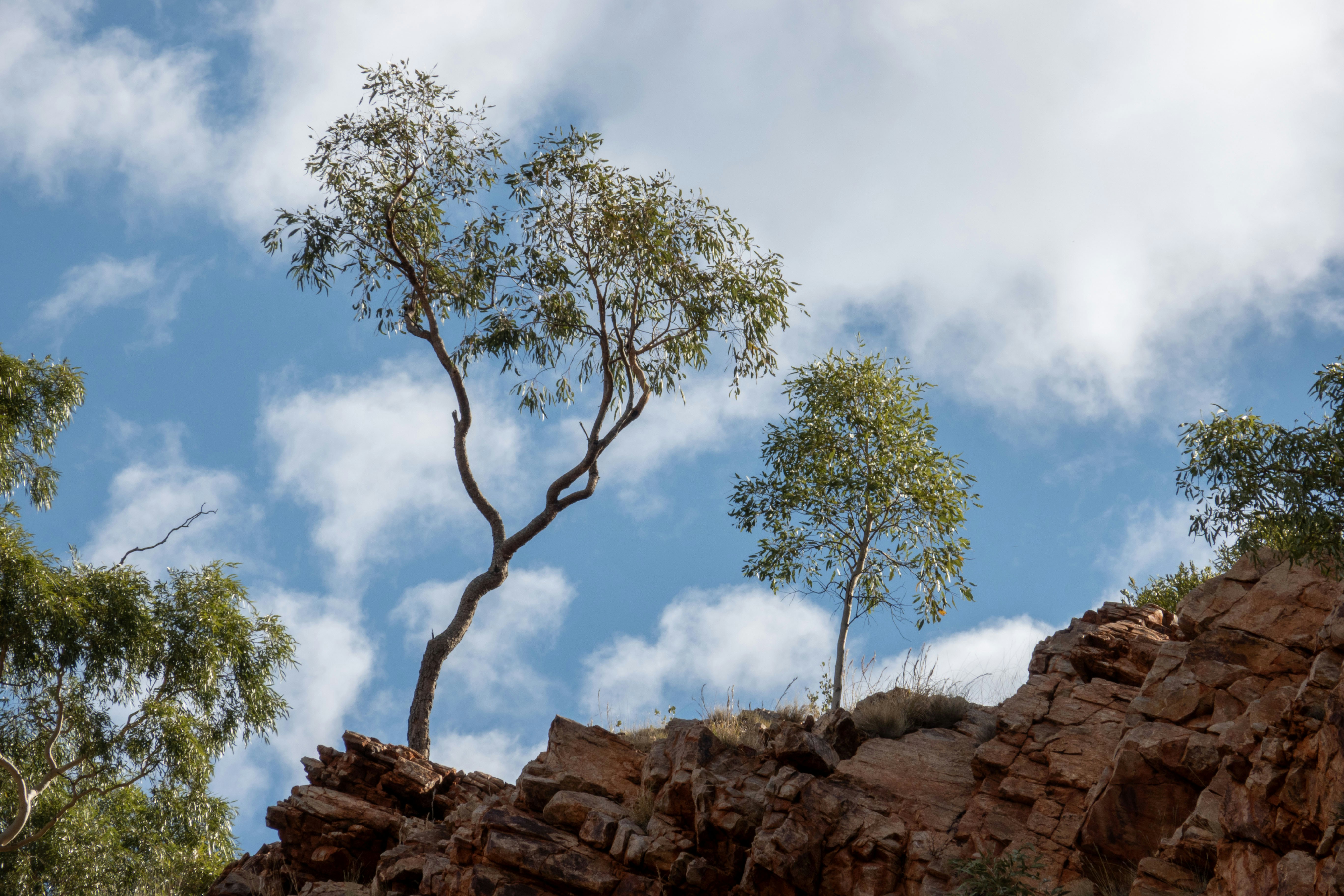 Two trees stand prominently atop a rocky outcrop under a dynamic sky, showcasing the rugged beauty of the landscape.