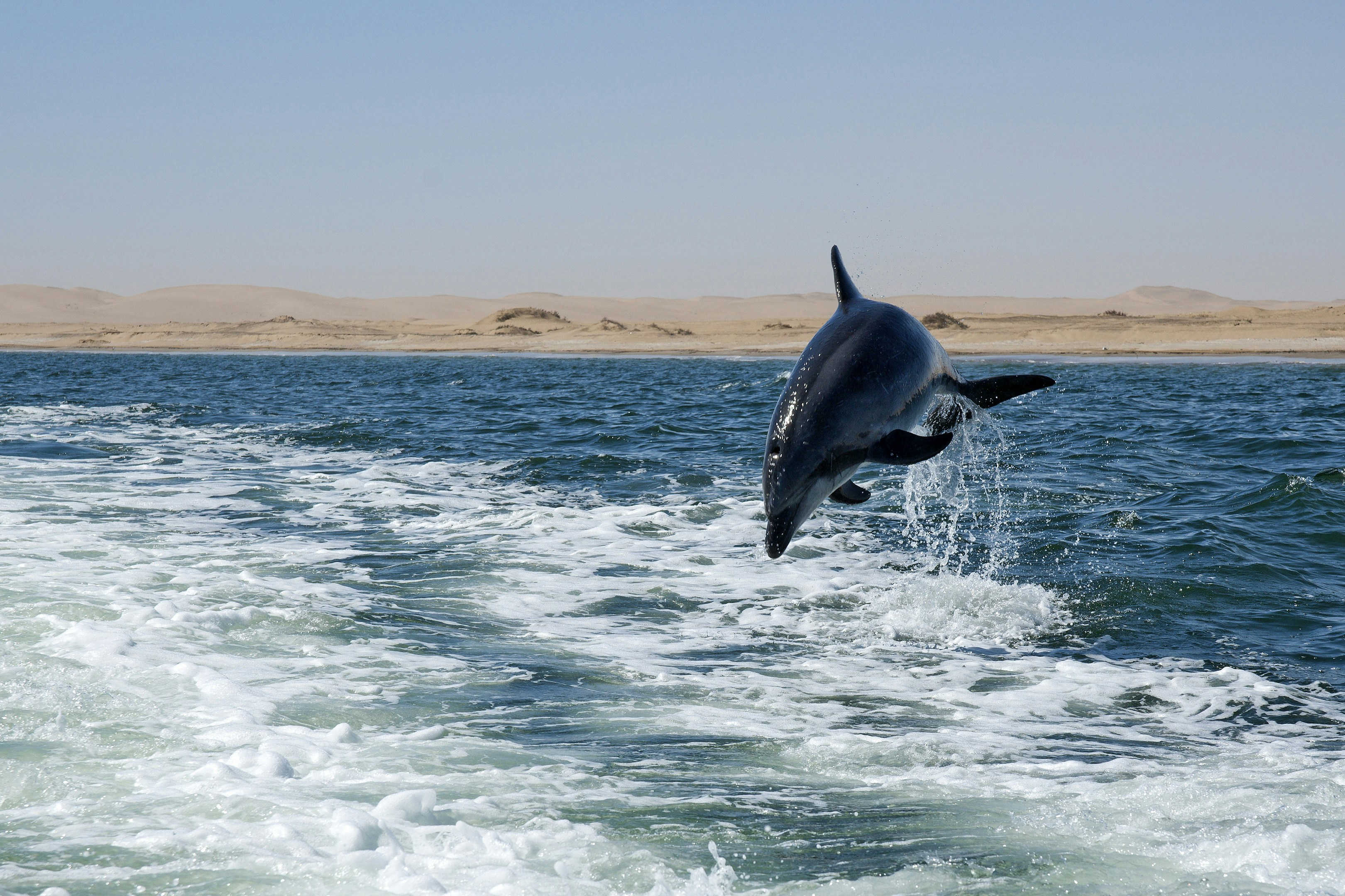 SONY DSC | A dolphin leaps from the ocean waves near shore.