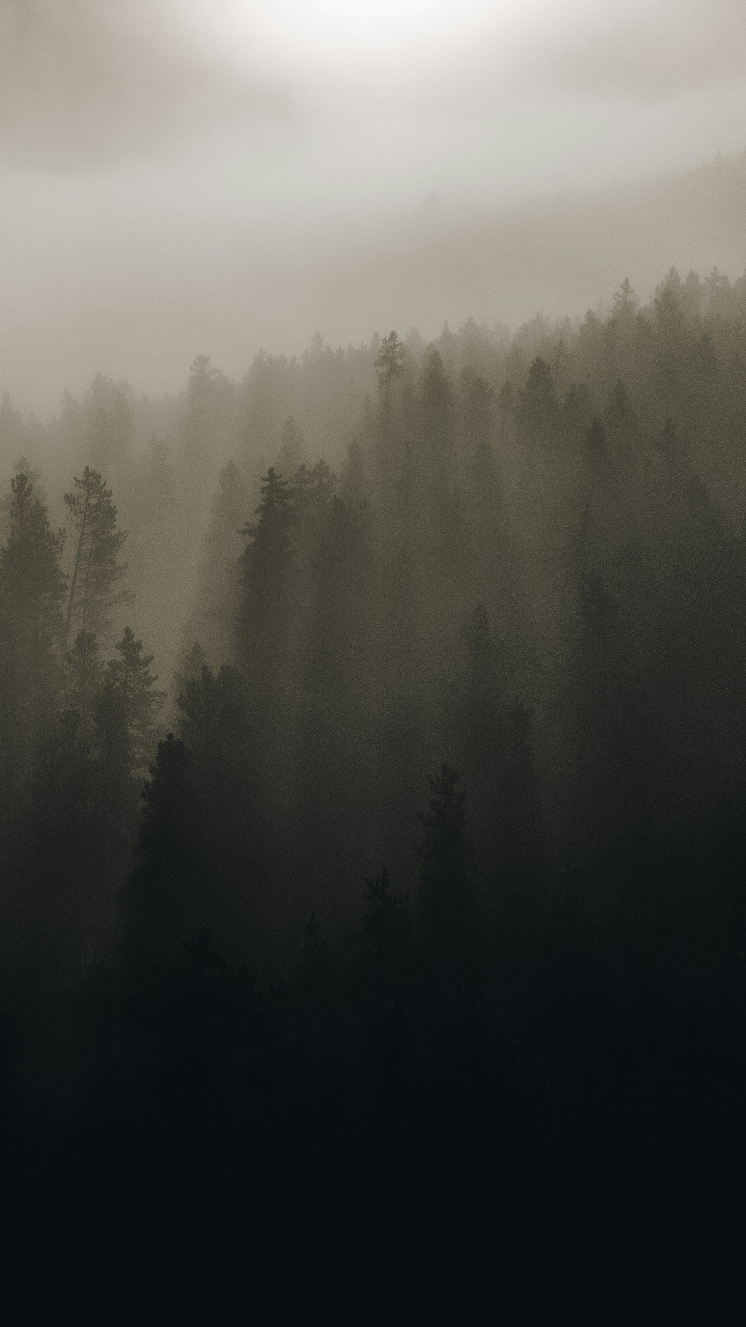 Silent Pines in Morning Mist — Sunlight cuts through dense fog over a dark evergreen forest, creating long dramatic rays and mysterious depth. A moody, cinematic scene perfect for nature, adventure, or atmospheric design inspiration. | Misty forest with sunbeams piercing through trees