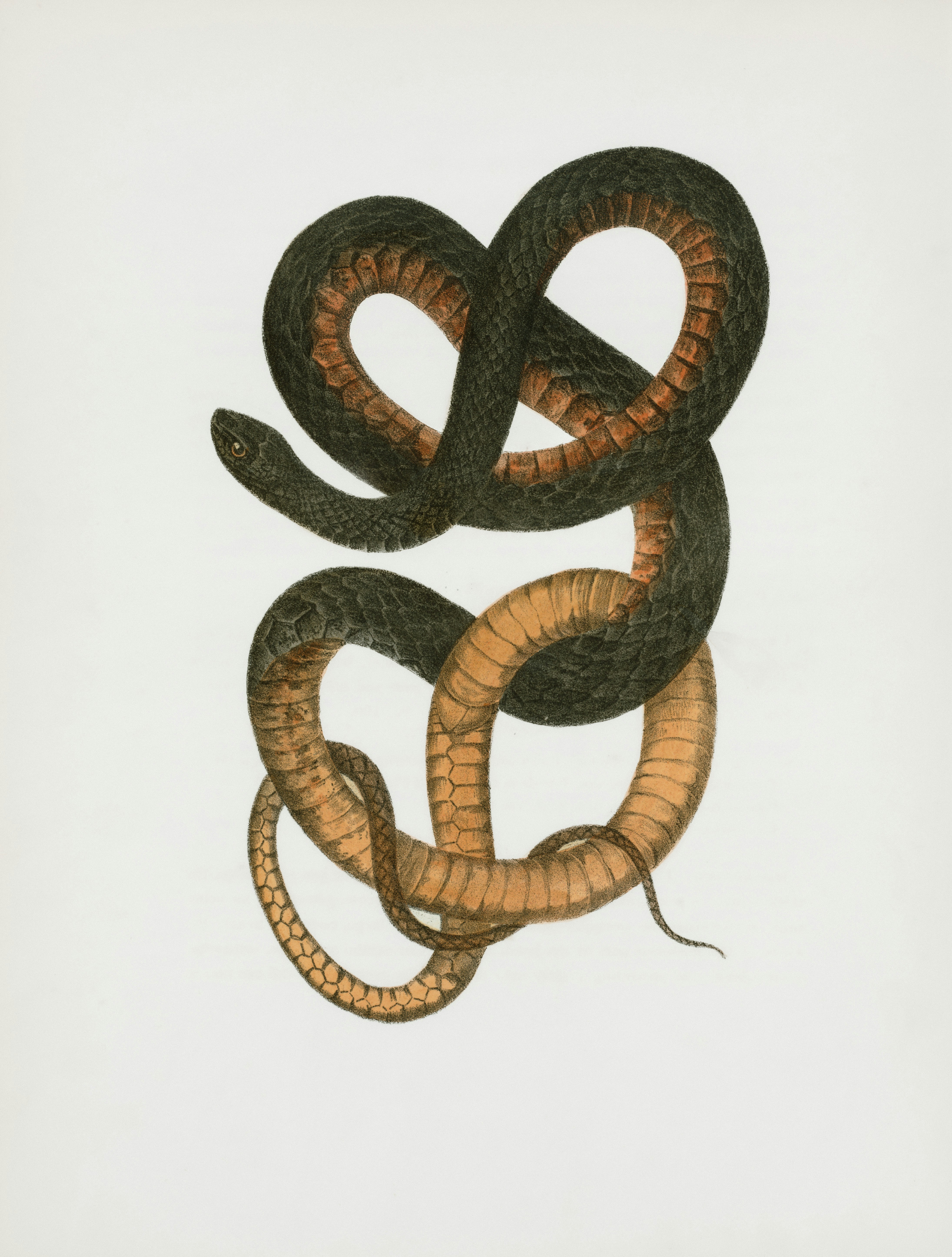 Two intertwined snakes on a white background. photo – Free Animal Image ...