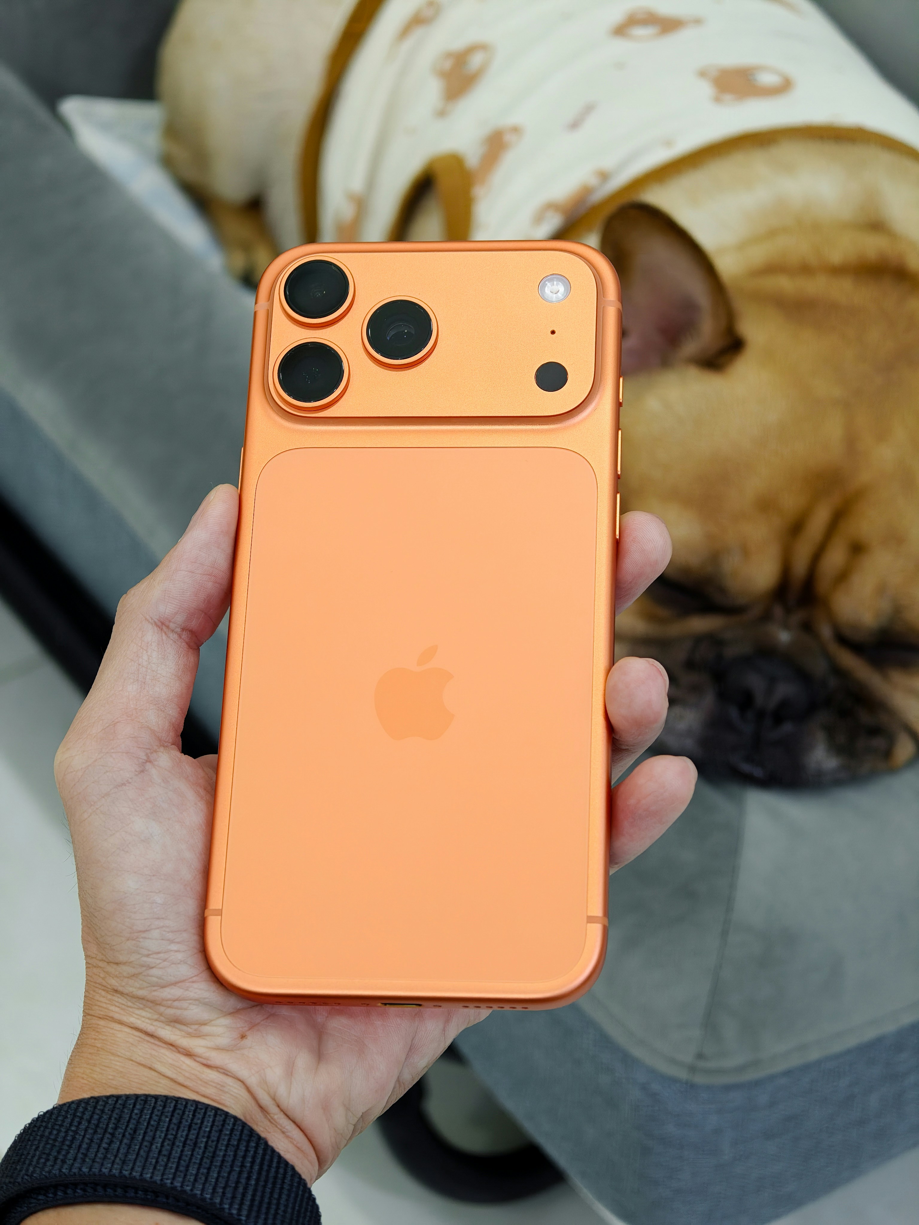 iPhone 17 Pro Max Cosmic Orange | Hand holding orange smartphone with dog in background