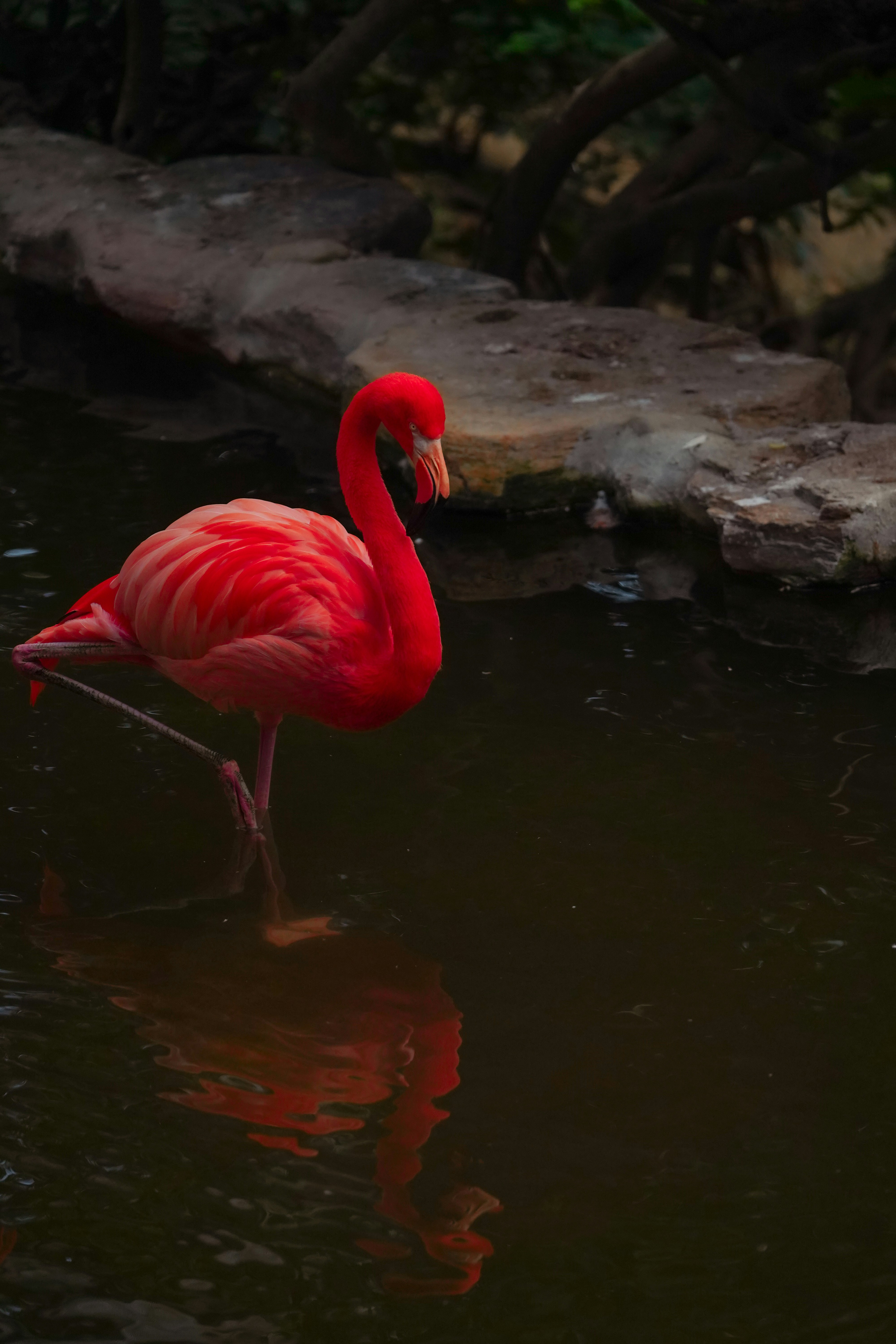 Elegance in Motion: The Flamingo's Grace