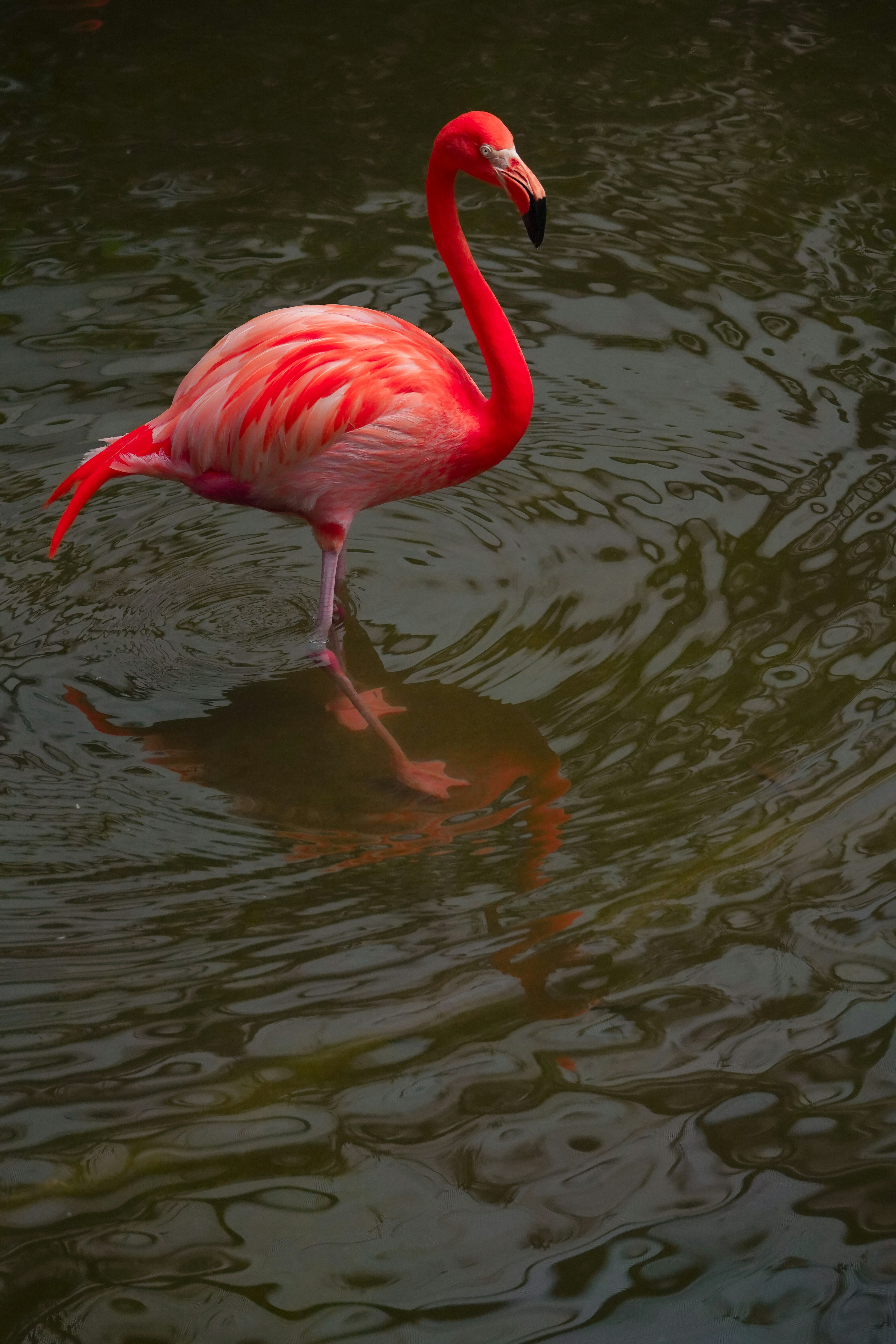 Elegance in Motion: A Flamingo's Reflection