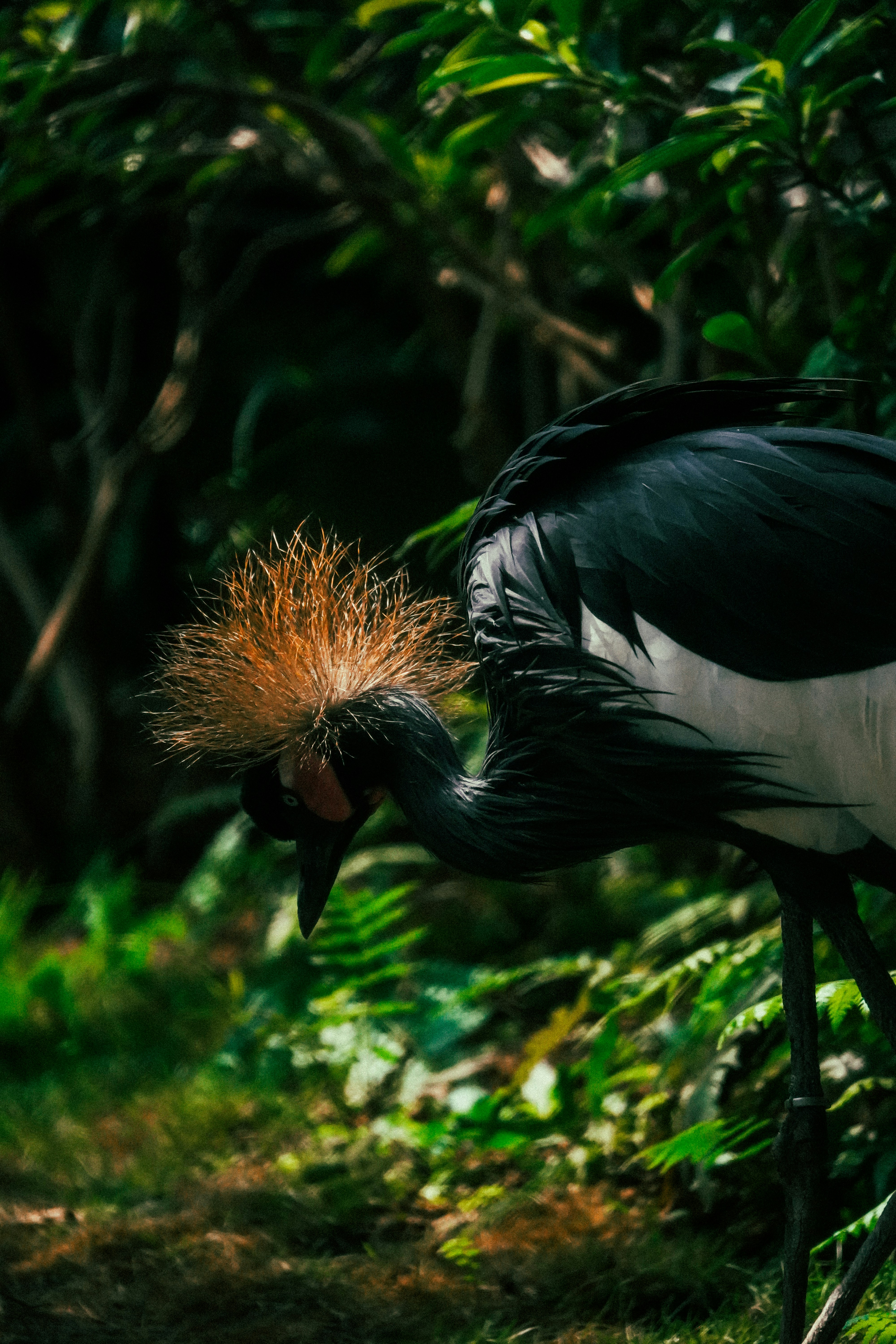 Crowned crane foraging among lush greenery, showcasing its distinctive feathered crown and elegant posture.