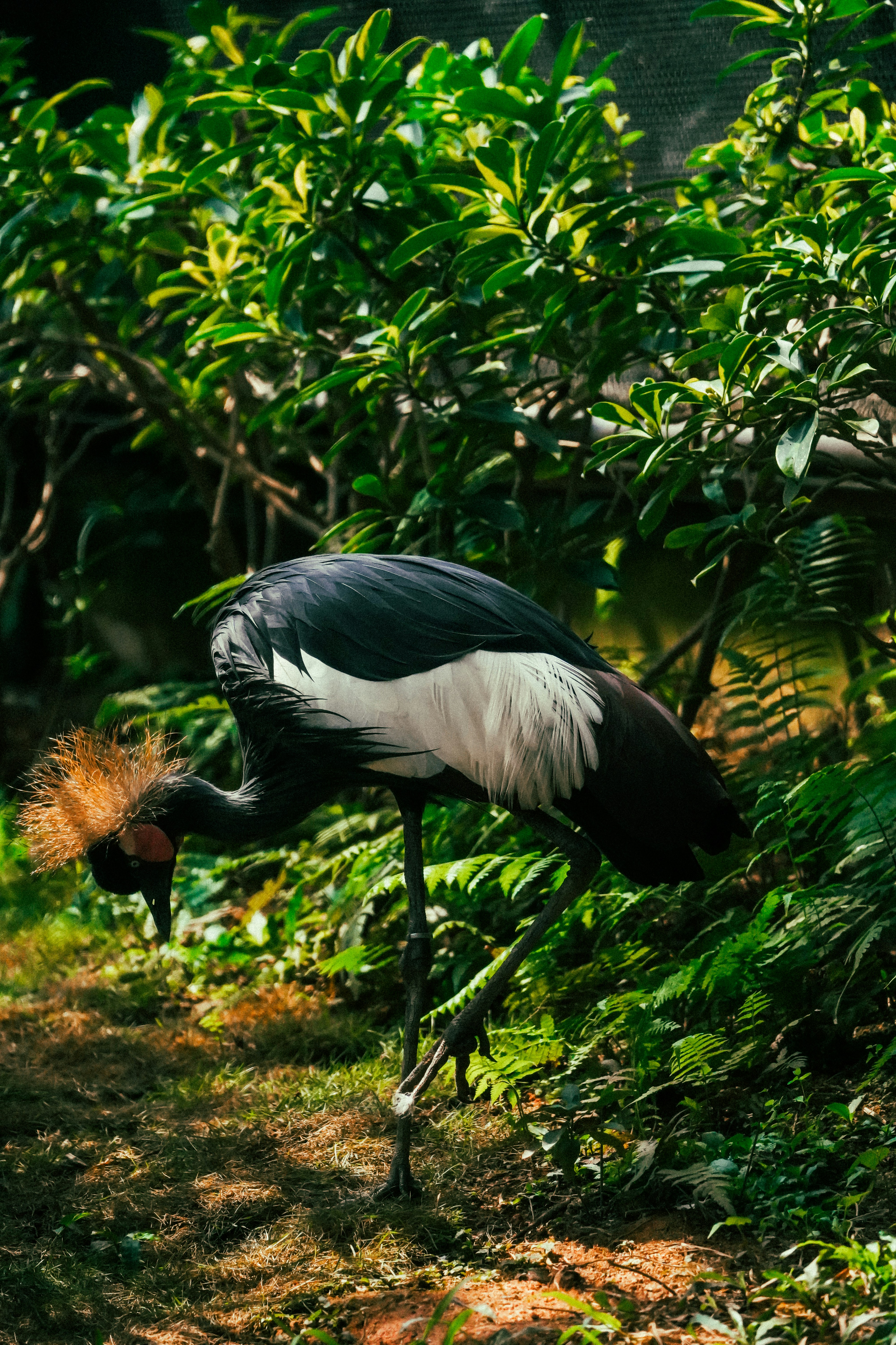 Elegance in the Underbrush: A Crane's Moment