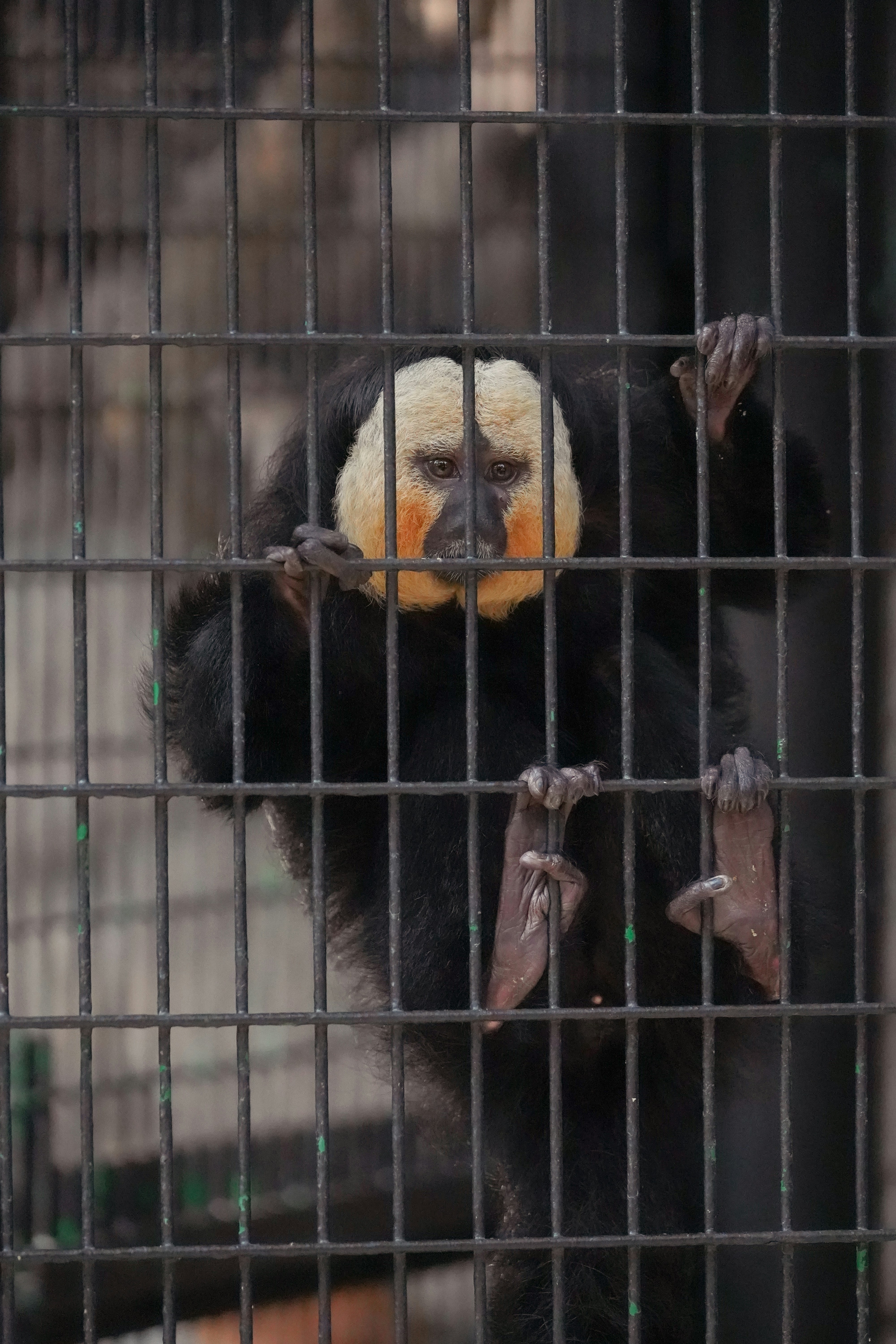 A monkey with a white face behind cage bars photo – Free Animal Image ...