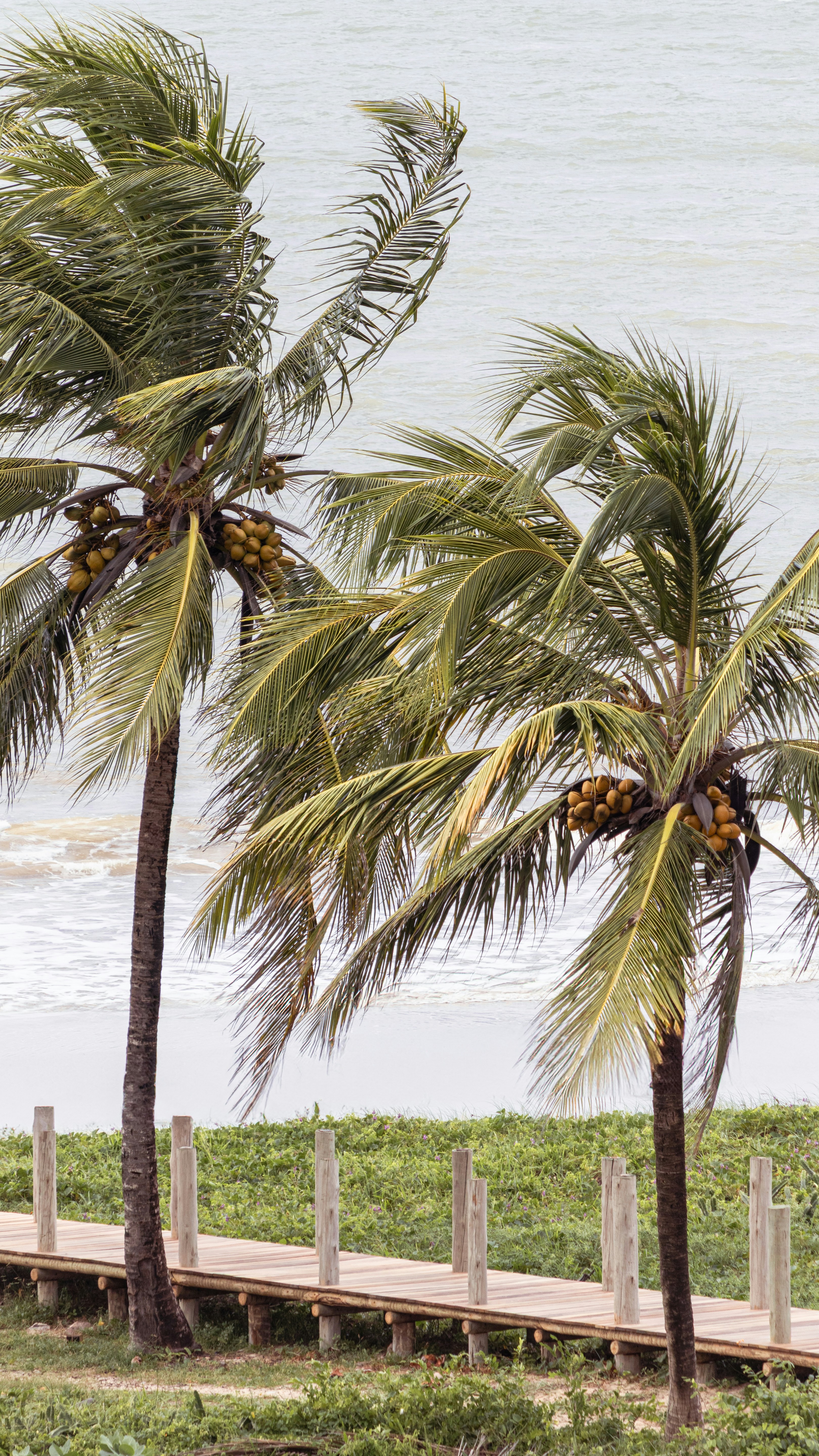 Tropical Serenity: The Dance of Palm Fronds
