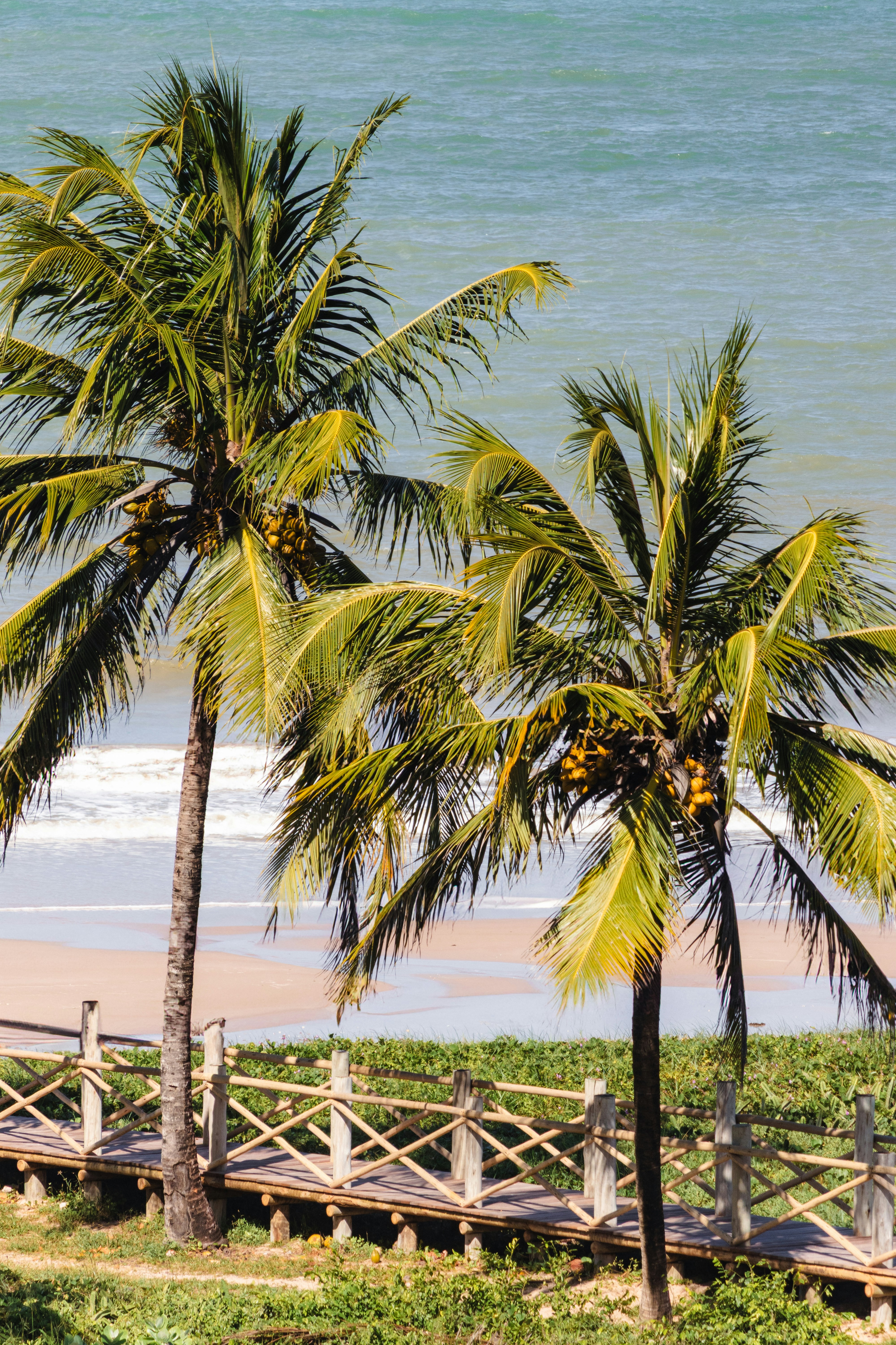 Tropical Serenity: A Dance of Palms by the Shore