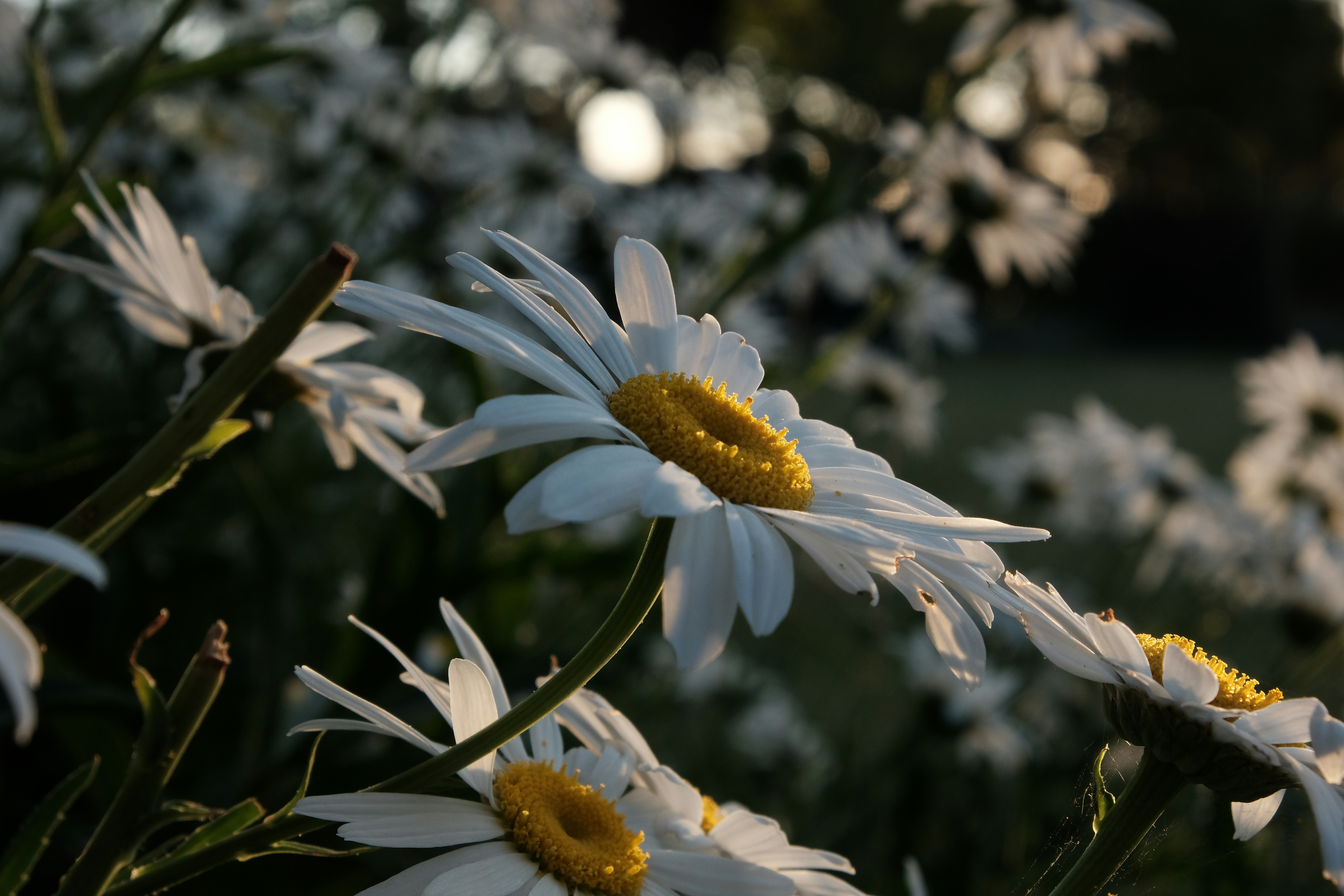 Whispers of Daisies in the Golden Hour