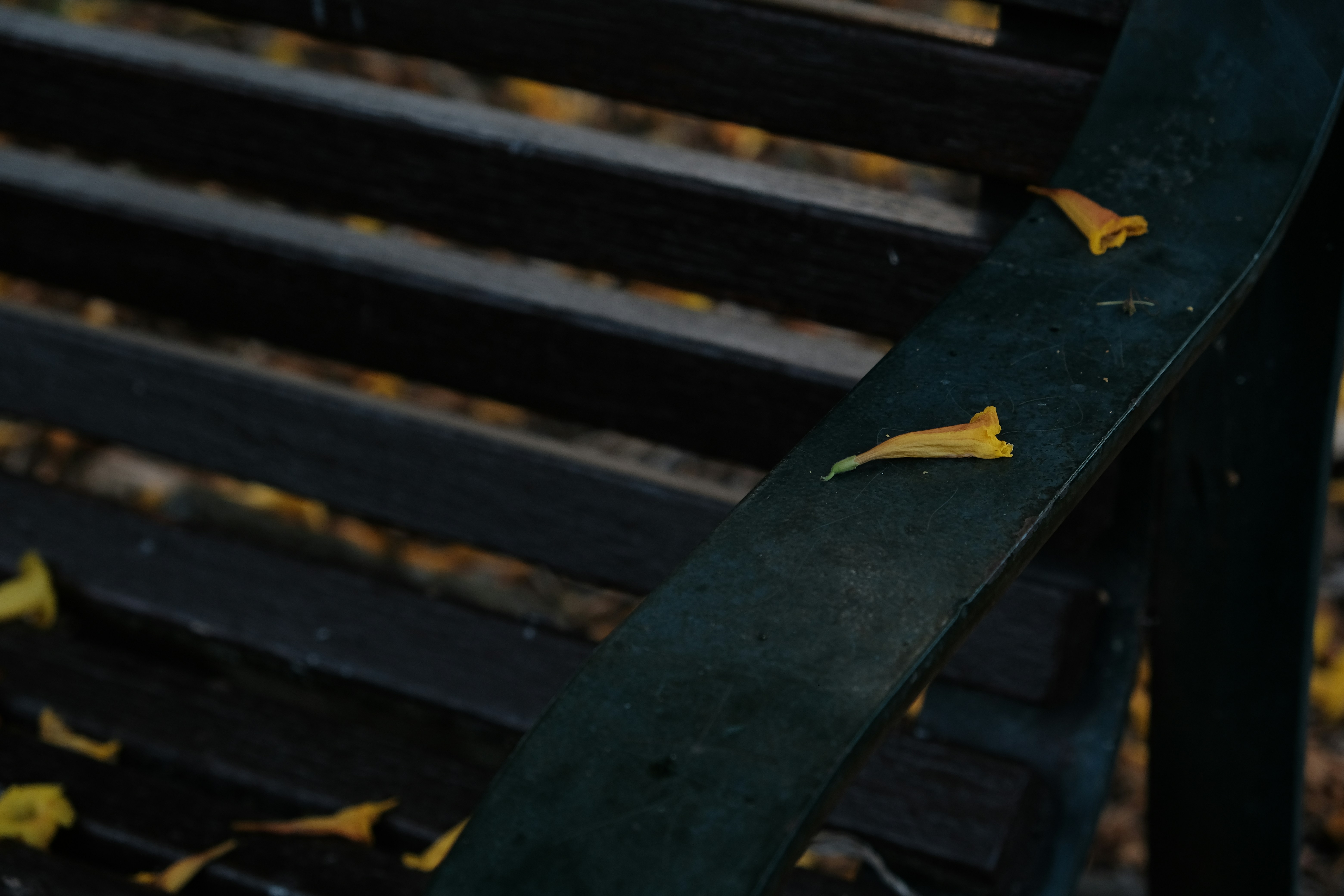 A single yellow leaf rests on a dark green park bench, surrounded by scattered autumn foliage. The scene evokes a sense of tranquility and the passage of seasons.