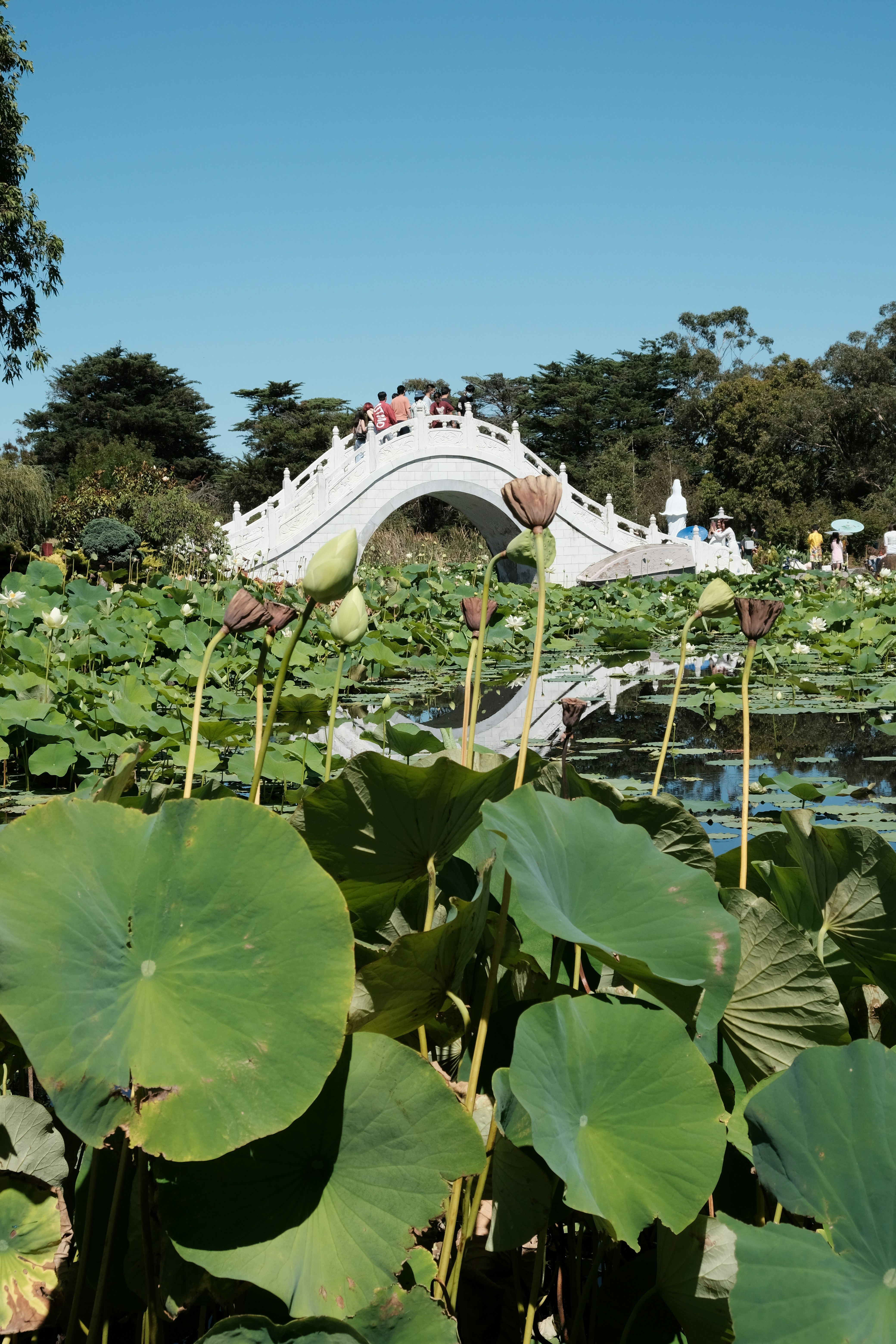 The Quiet Arc: White Bridge Framing a Pond of Lotus Leaves