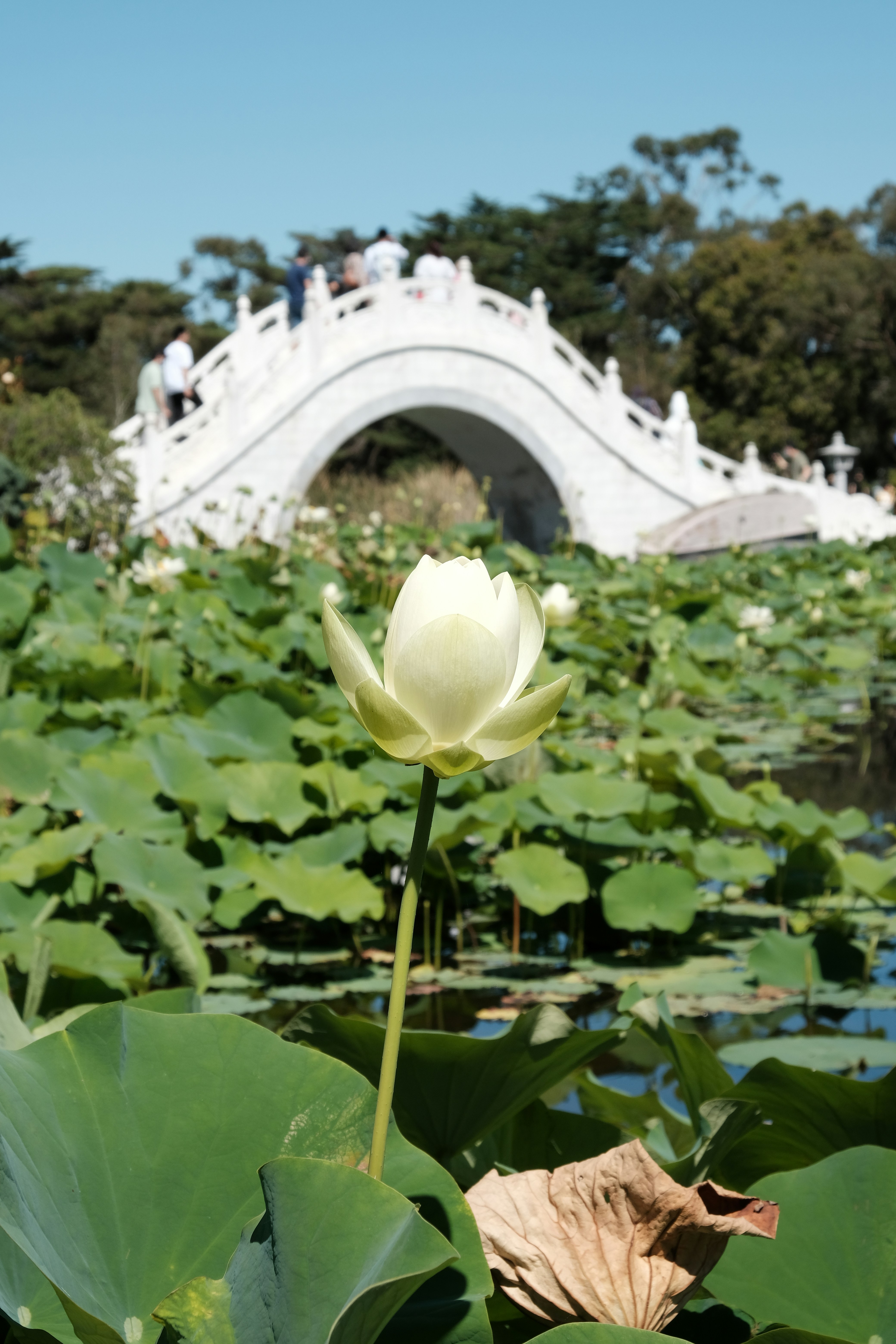 Lotus Serenity Amidst Architectural Grace