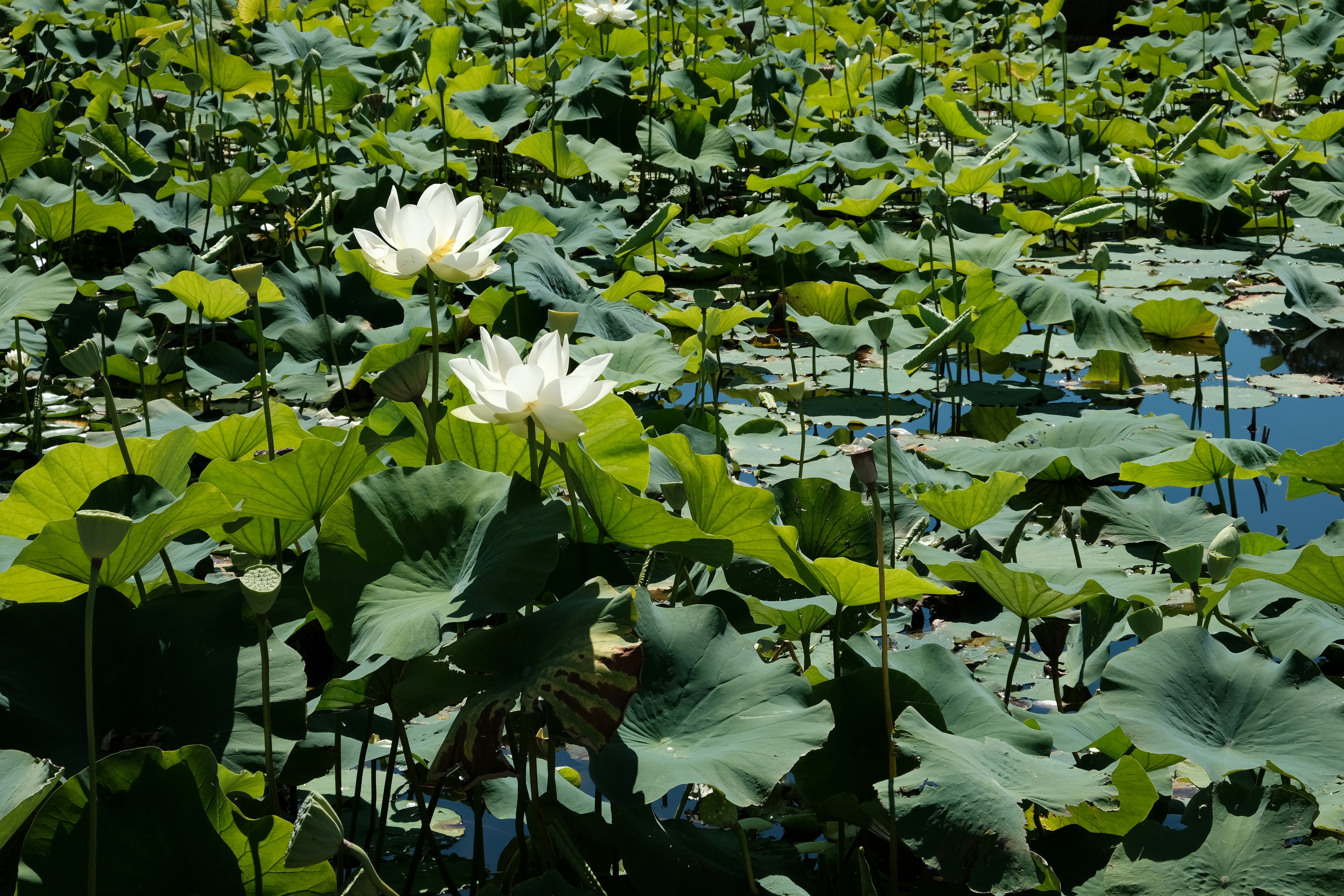 Serenity Amongst the Green