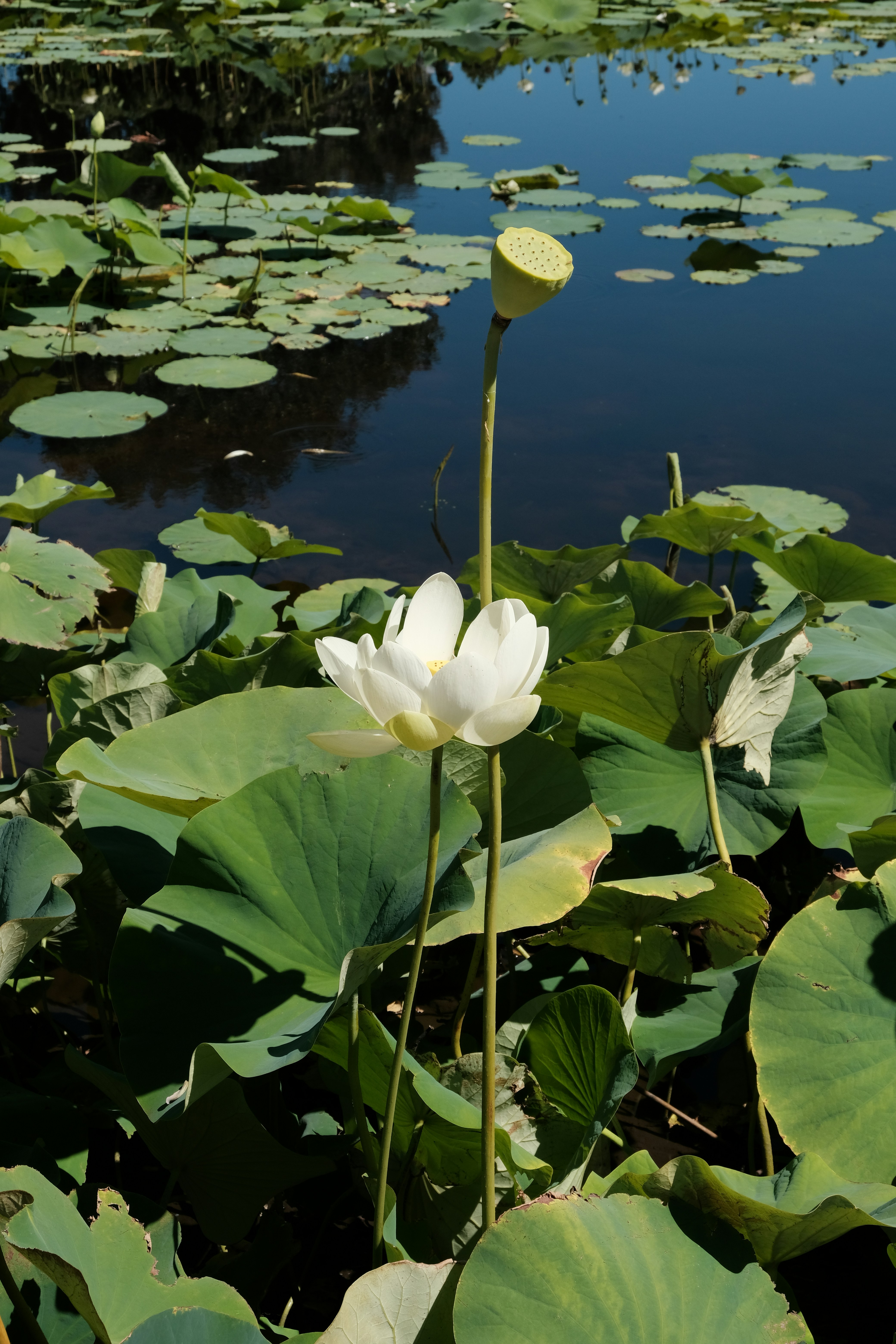 A serene white lotus flower rises above lush green lily pads on a tranquil water surface, showcasing nature's delicate beauty.