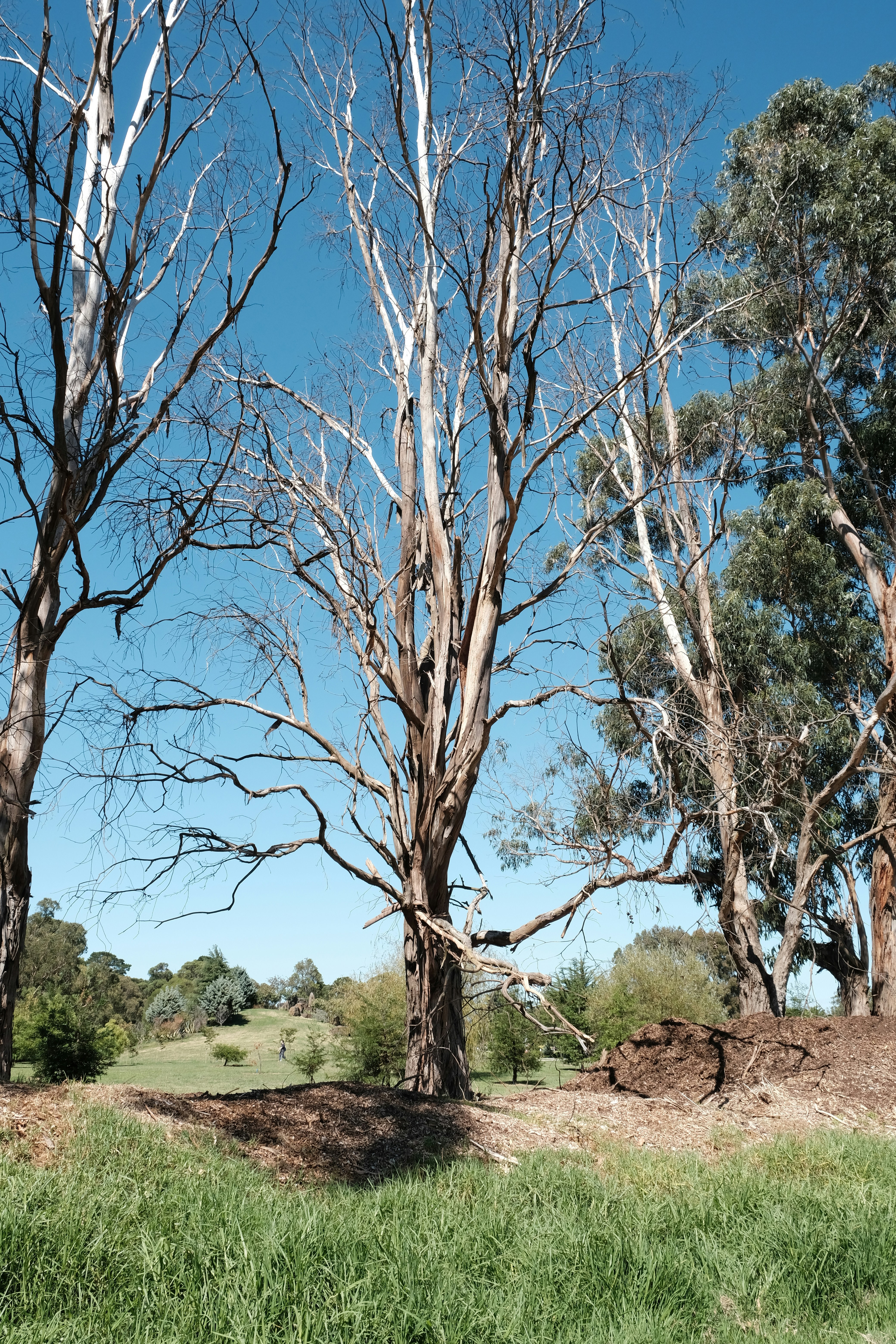 Tall dead trees stand against a clear blue sky.