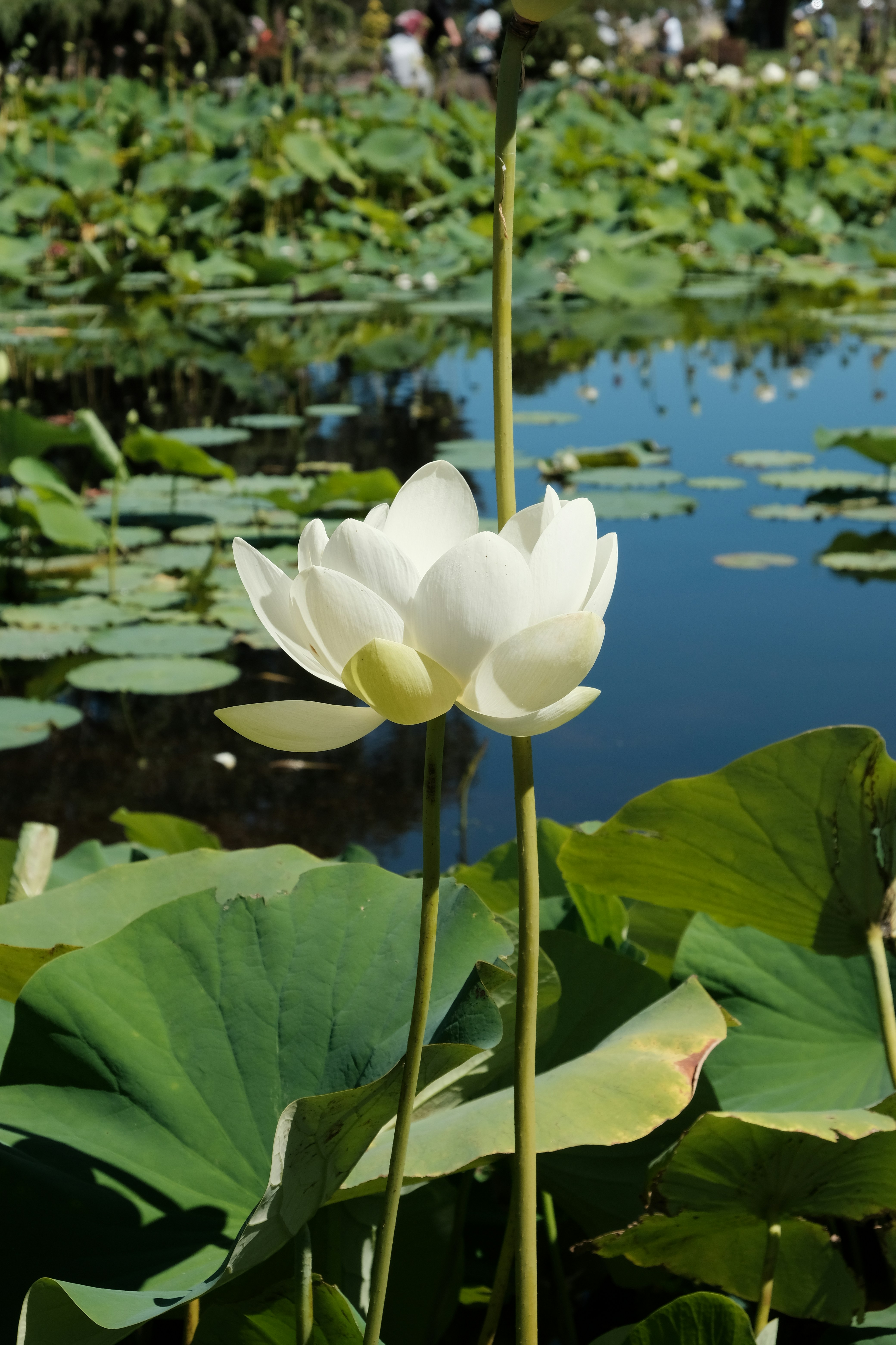 A white lotus flower blooms in a pond.