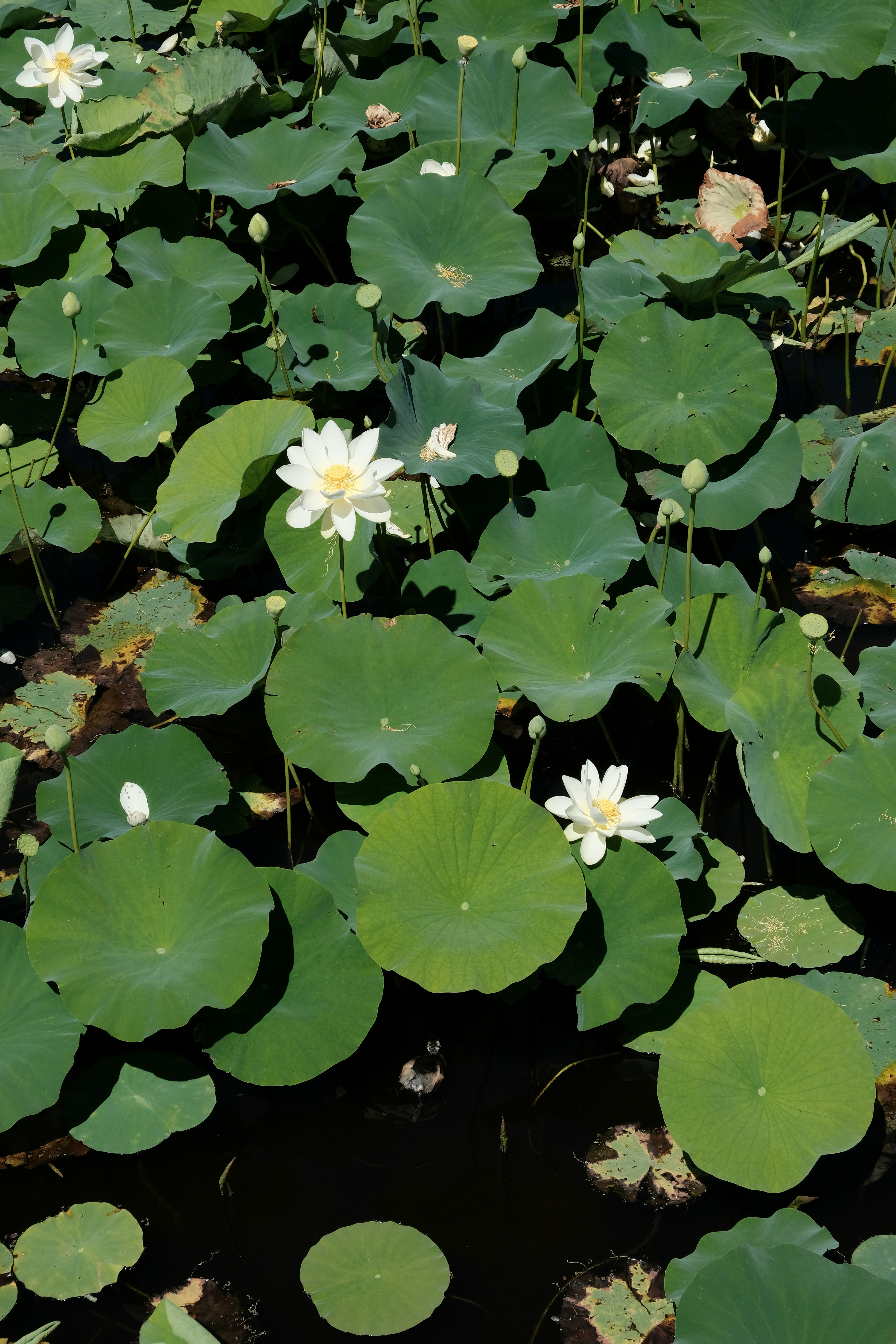 White lotus flowers bloom among large green leaves.