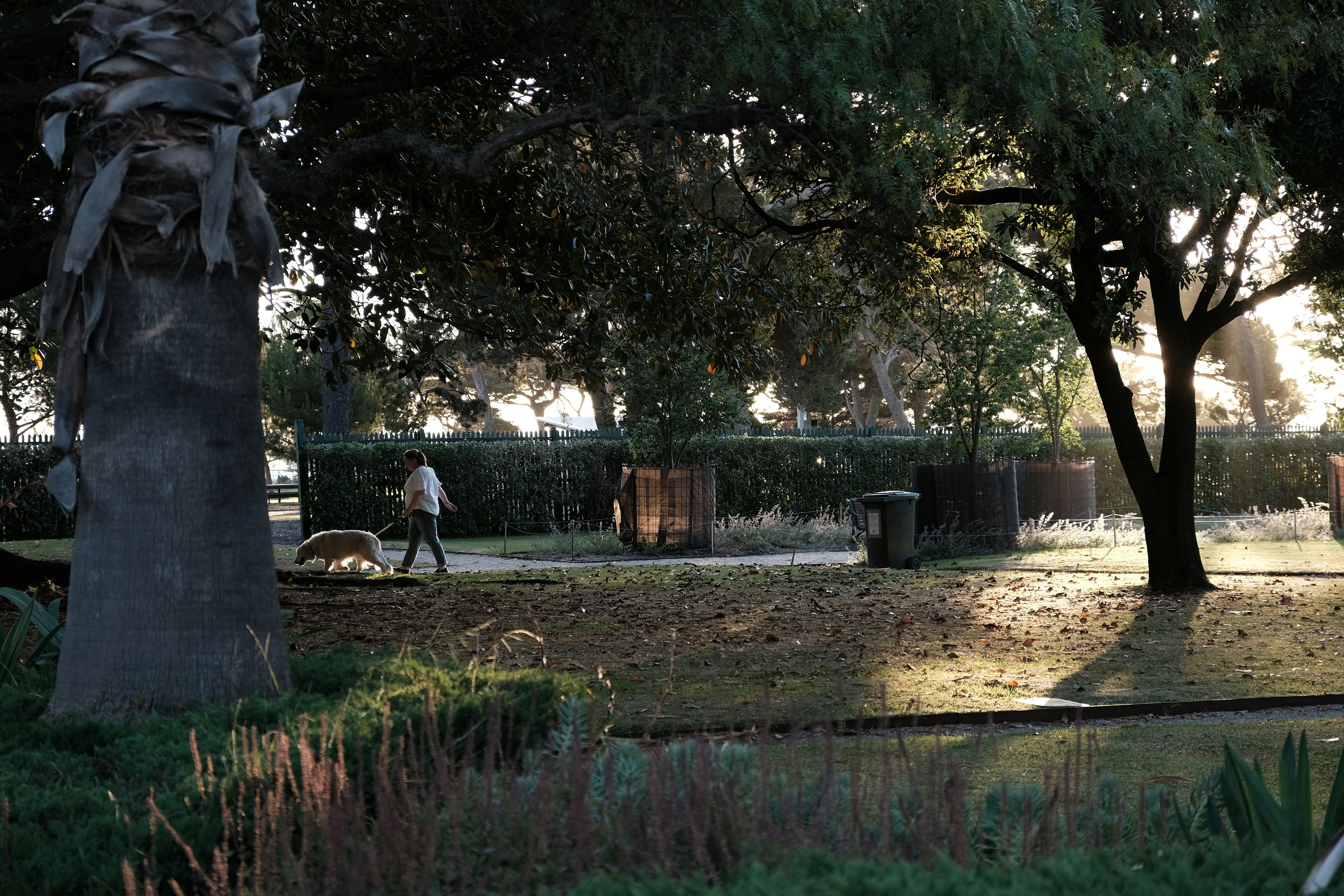 A person walks a dog in a sunlit park.