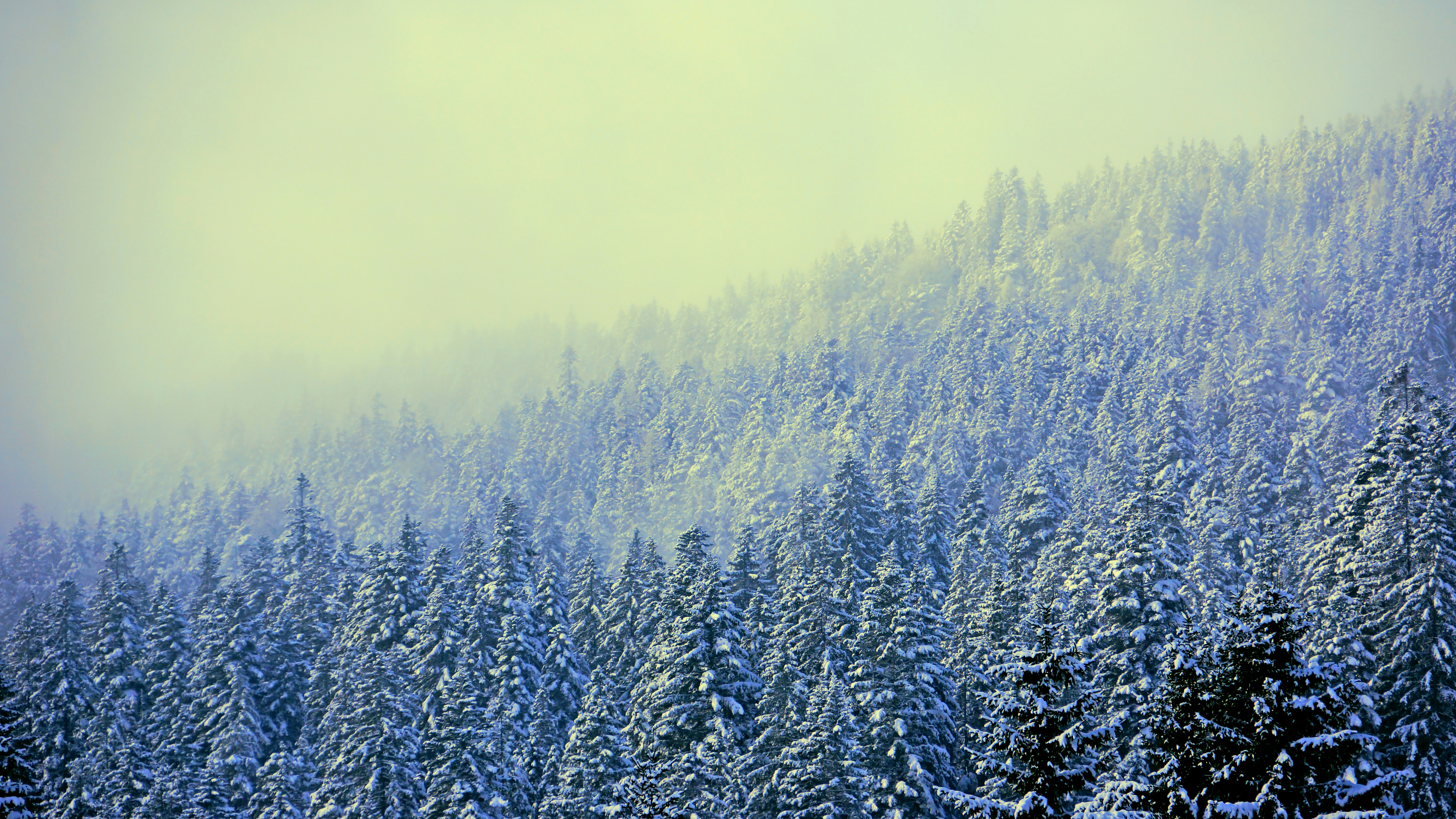 Snow-covered evergreen trees on a misty mountainside.
