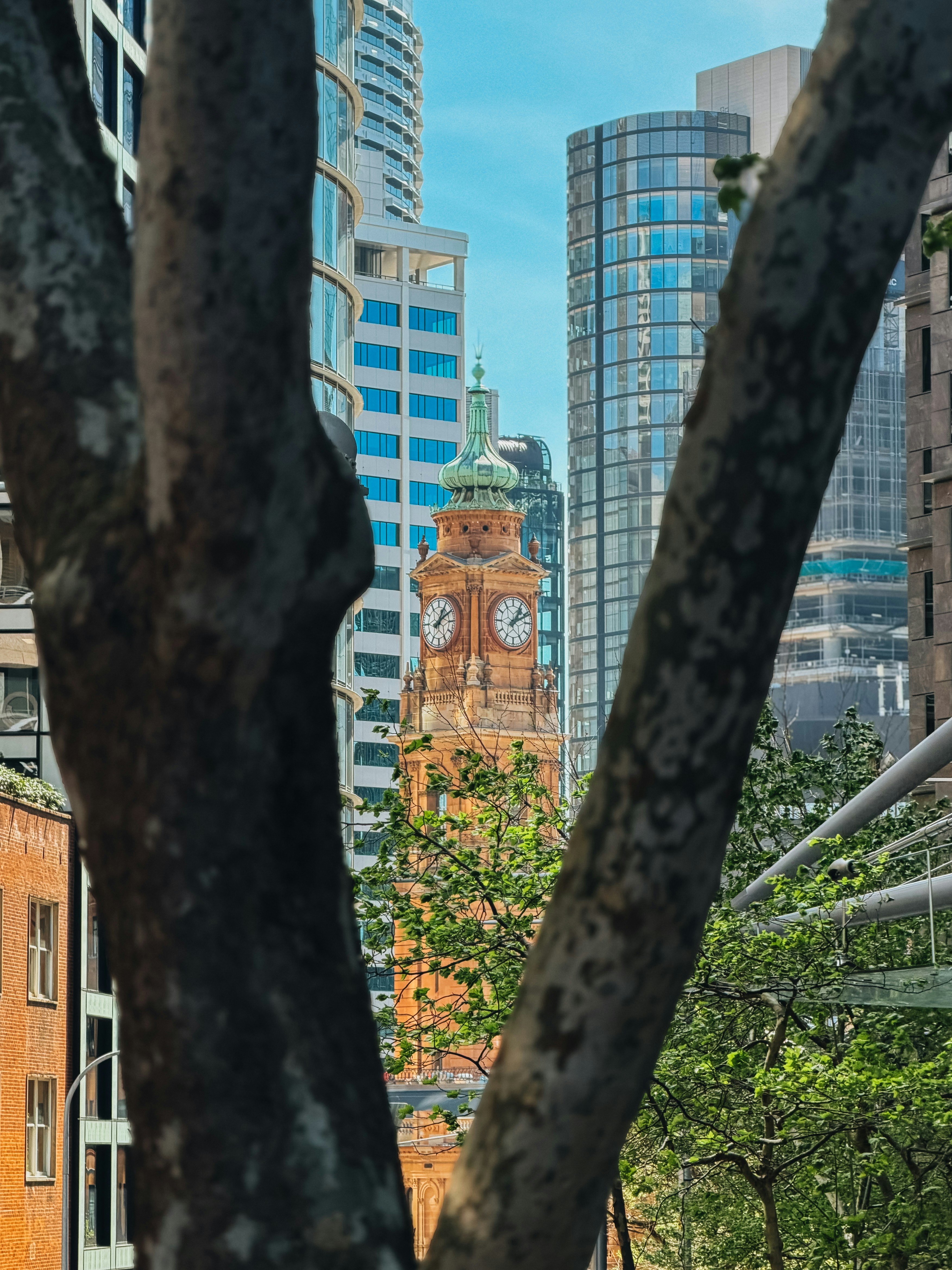Urban Timekeeper: A Glimpse Through Nature's Frame