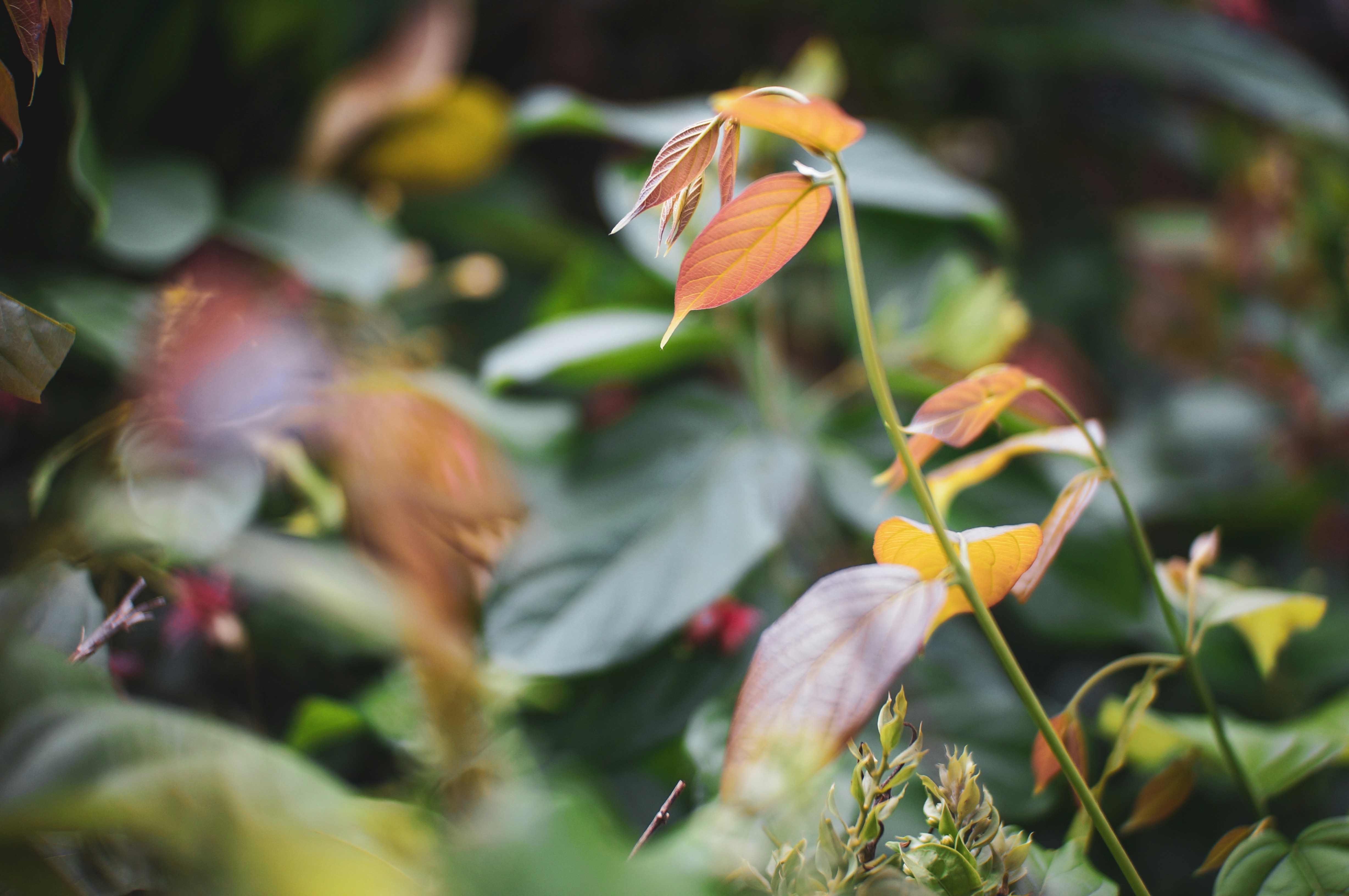Whispers of Autumn: A Leaf's Journey