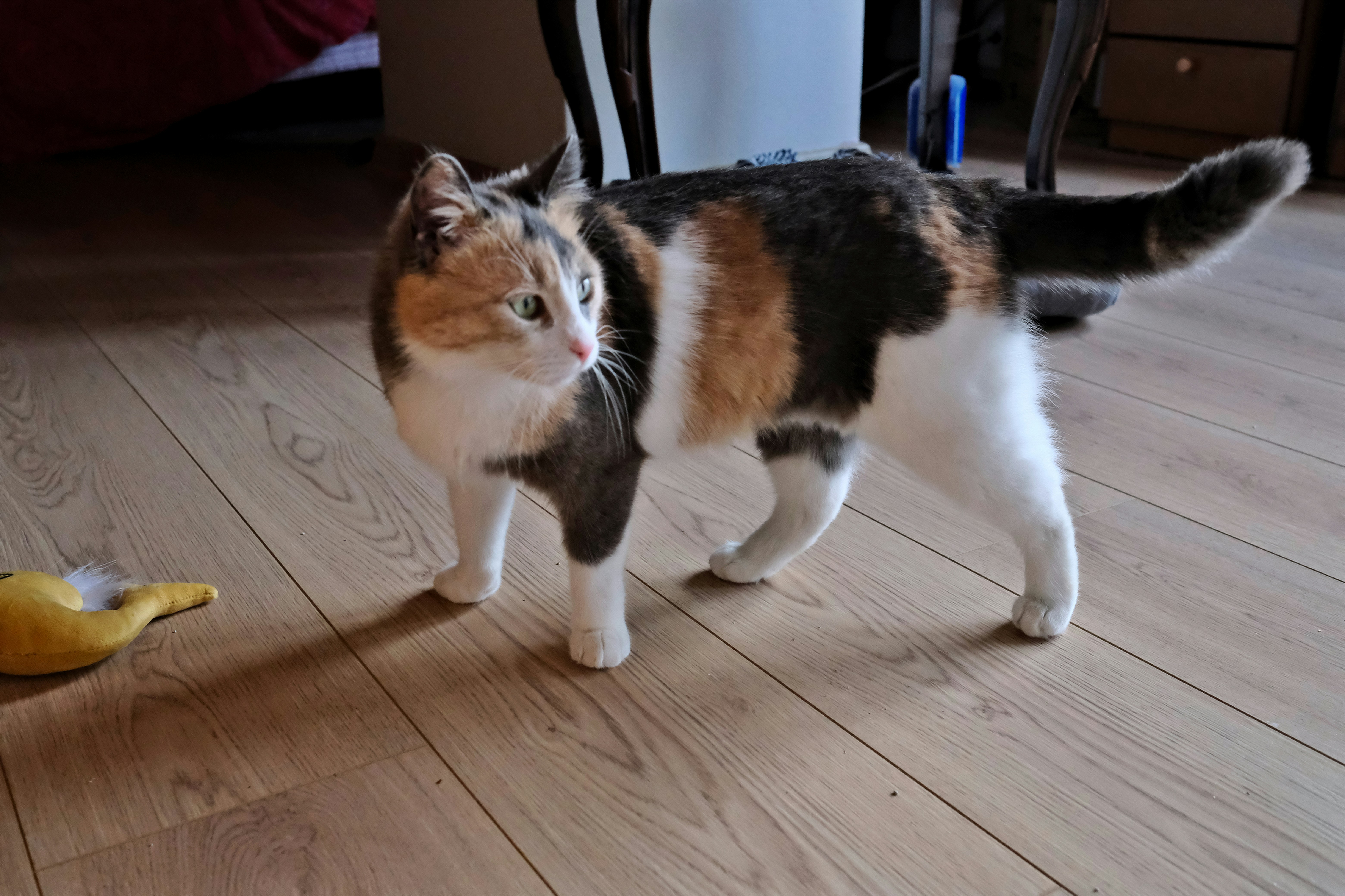 Curious Whiskers in Motion