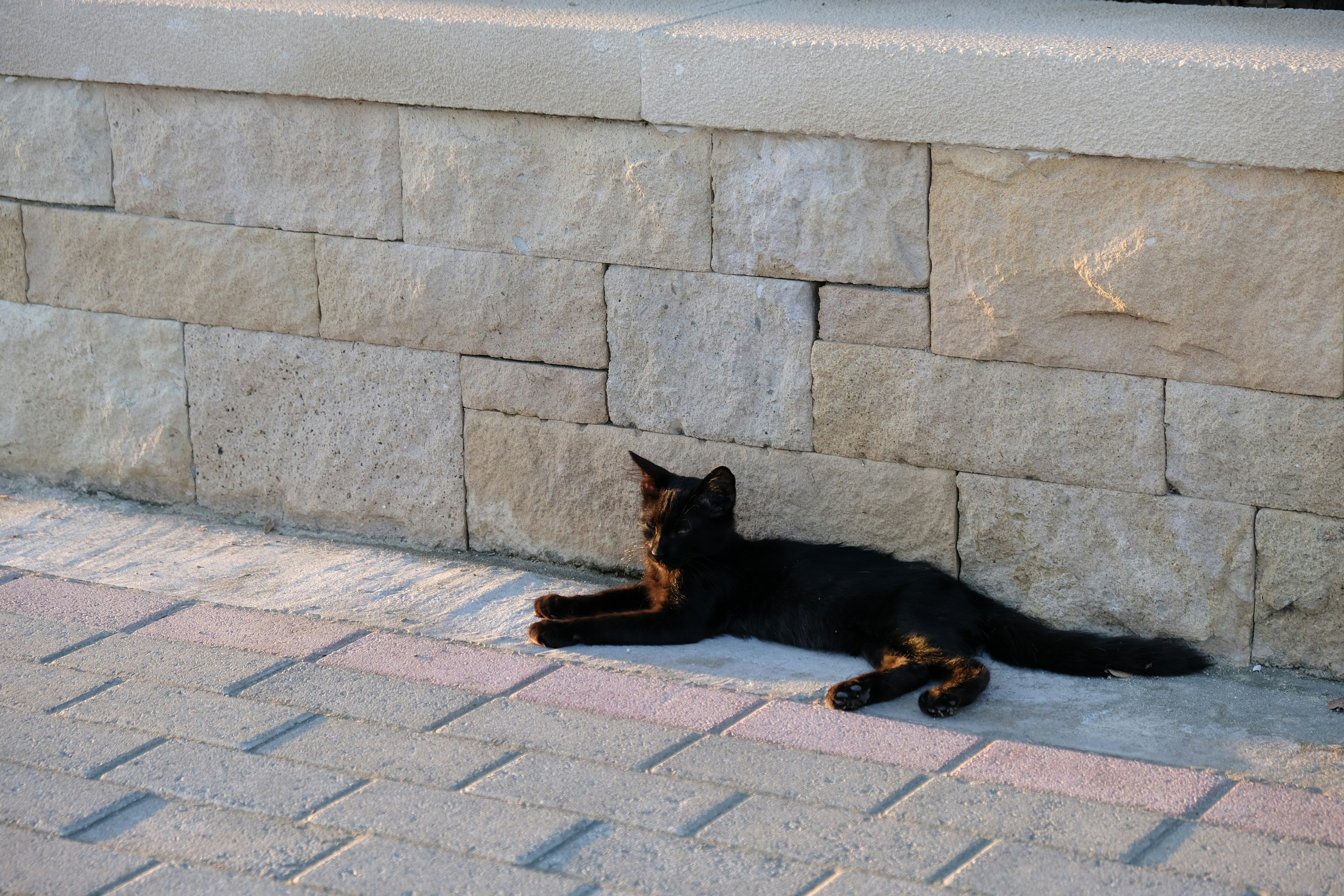 A black cat rests on a paved walkway.
