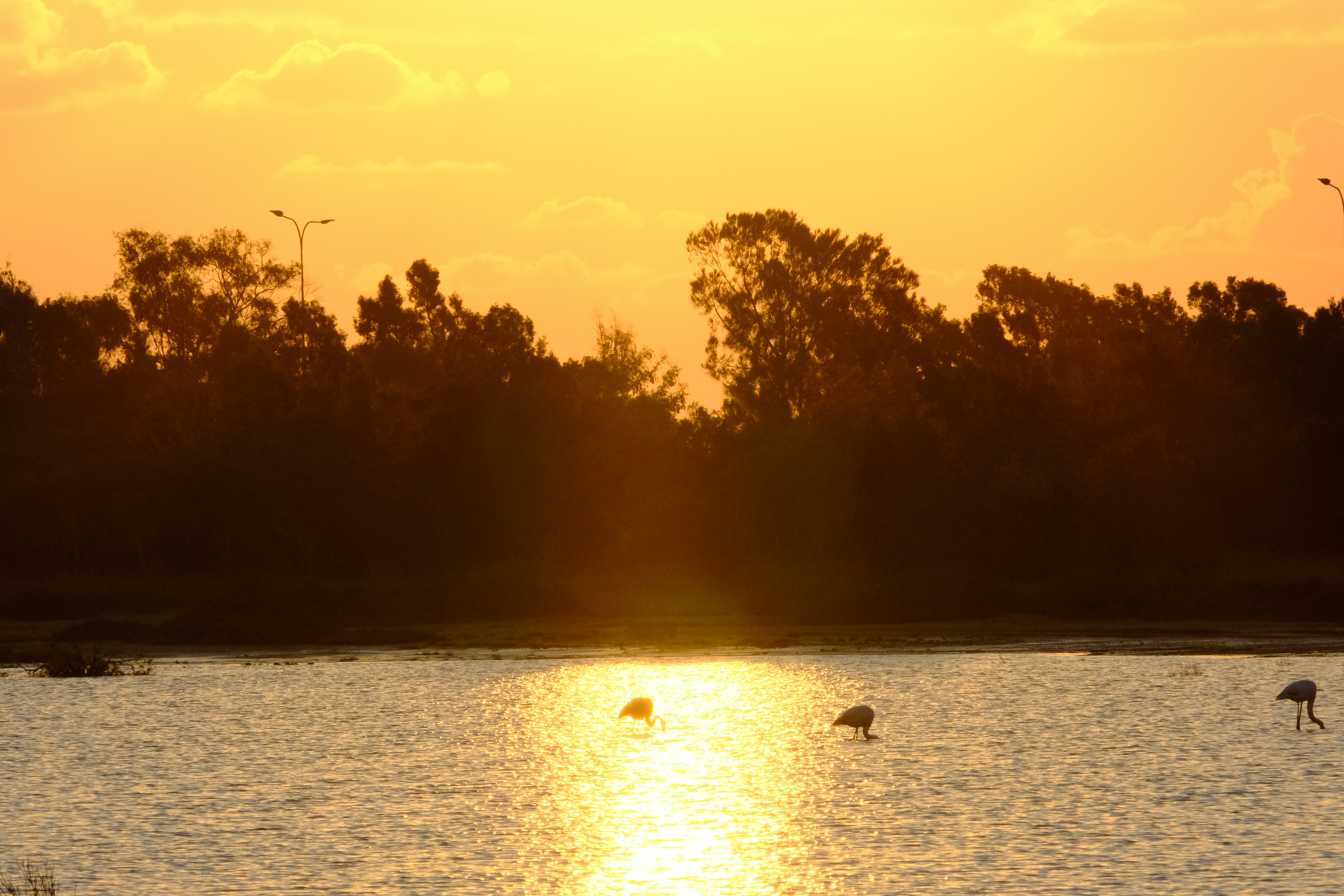 Flamingos wading in a lake at sunset
