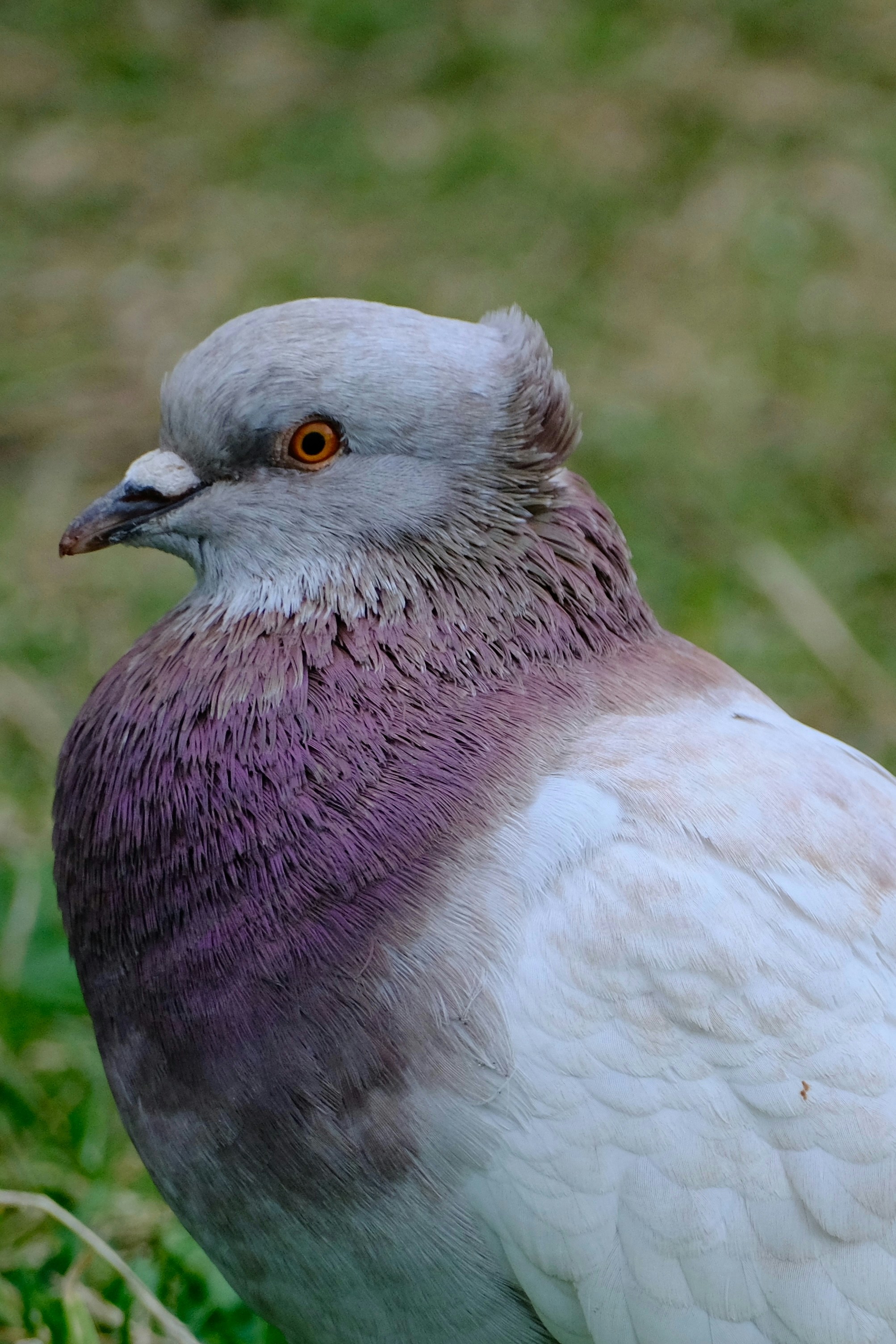 The Regal Pigeon: Nature's Subtle Elegance